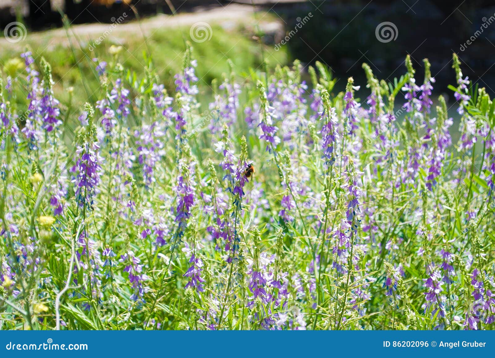 Spring Purple Flowers in the Forest Stock Photo - Image of growth ...