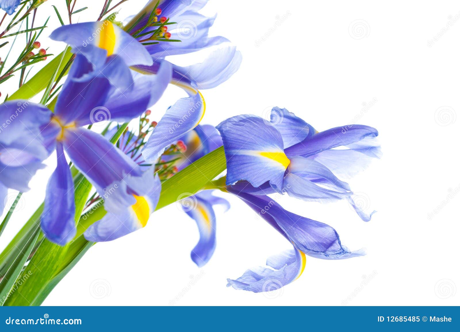 Spring Purple Flowers Irises Stock Image - Image of gift, flora: 12685485