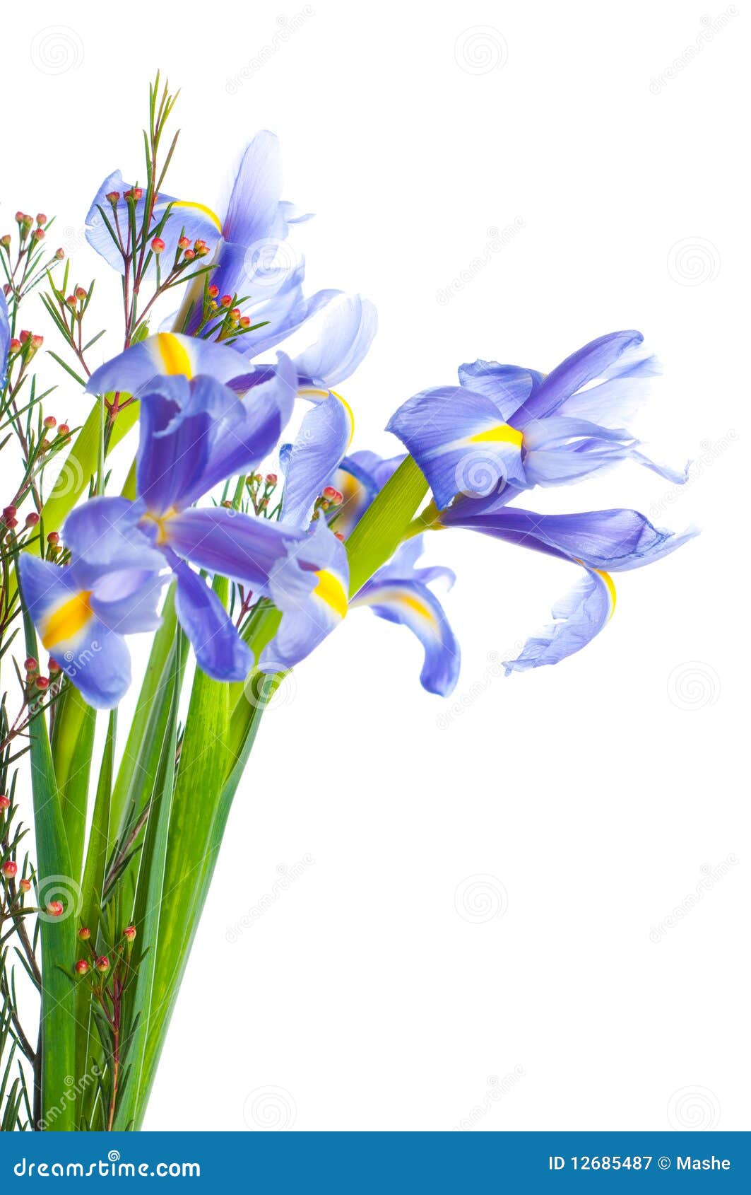 Spring Purple Flowers Irises Stock Image - Image of march, iris: 12685487