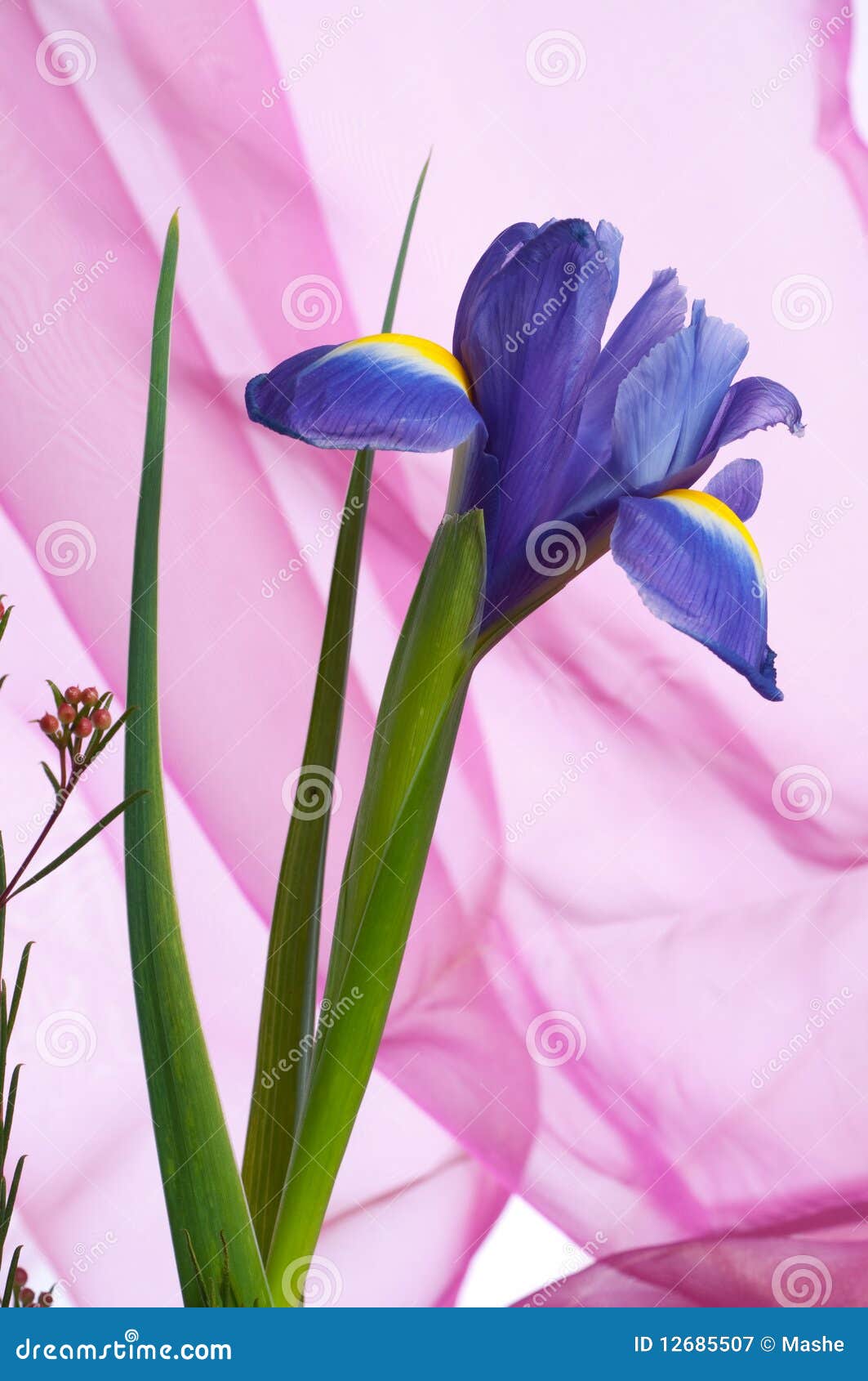 Spring Purple Flowers Irises Stock Image - Image of nature, green: 12685507