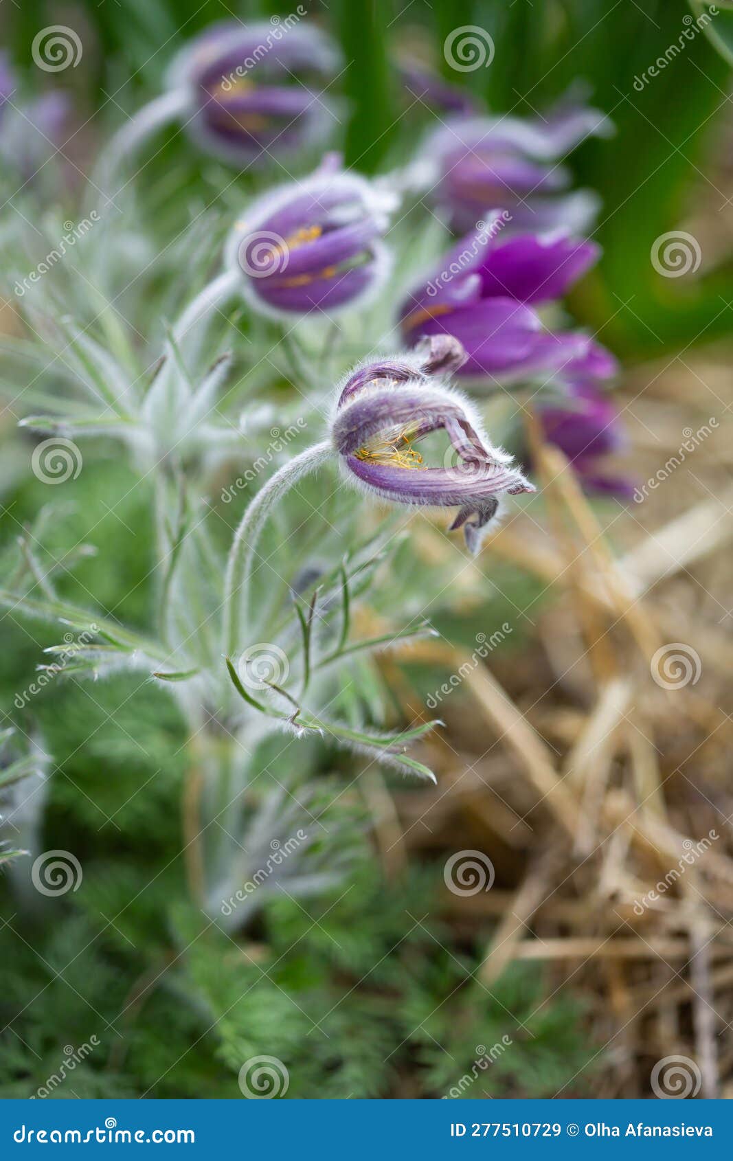 Spring Purple Flowers Outdoor Pasque Flower Nature Stock Image - Image ...