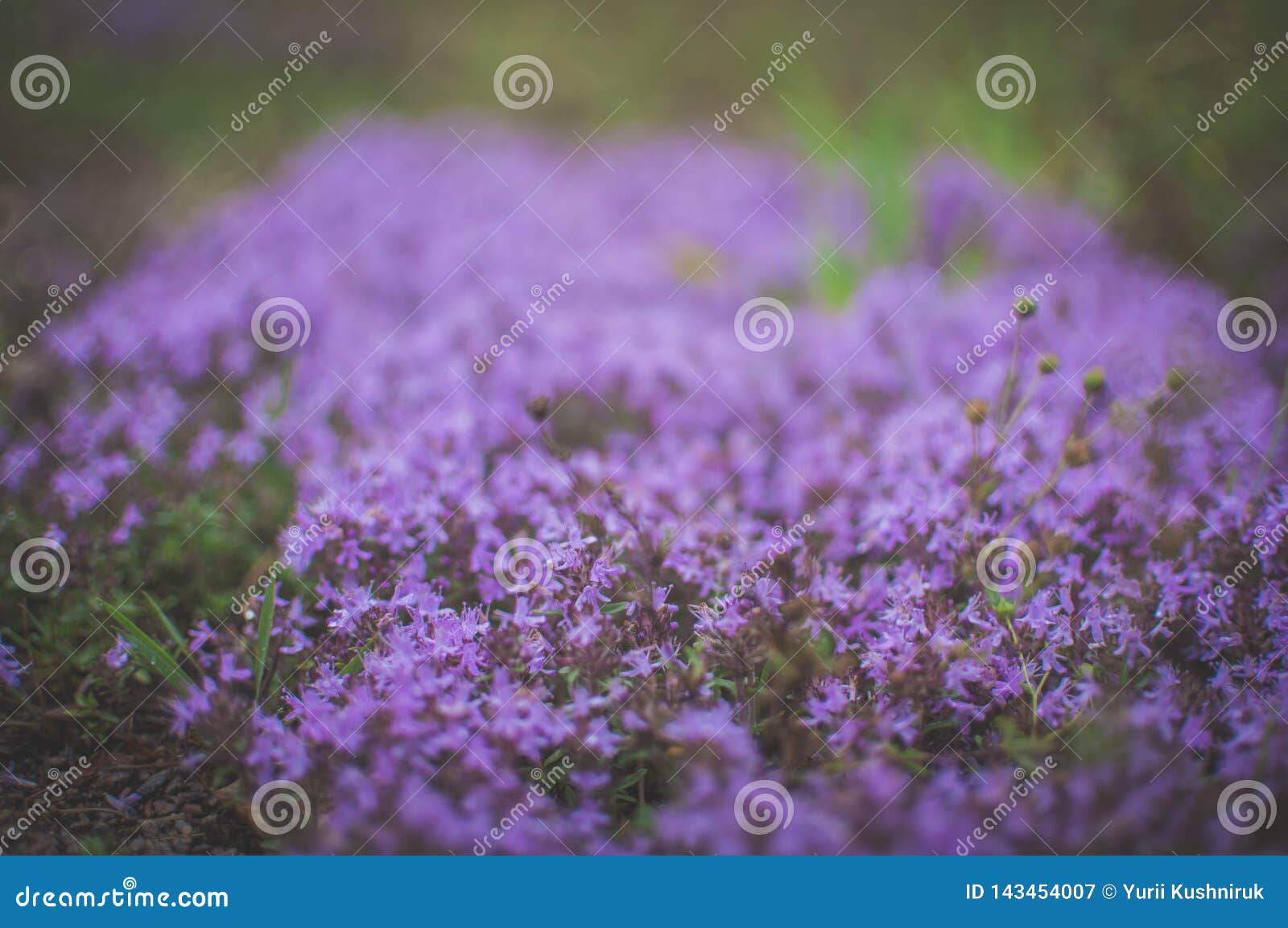 Spring Purple Flowers. Thyme in Forest. Soft Focus. Stock Image - Image ...
