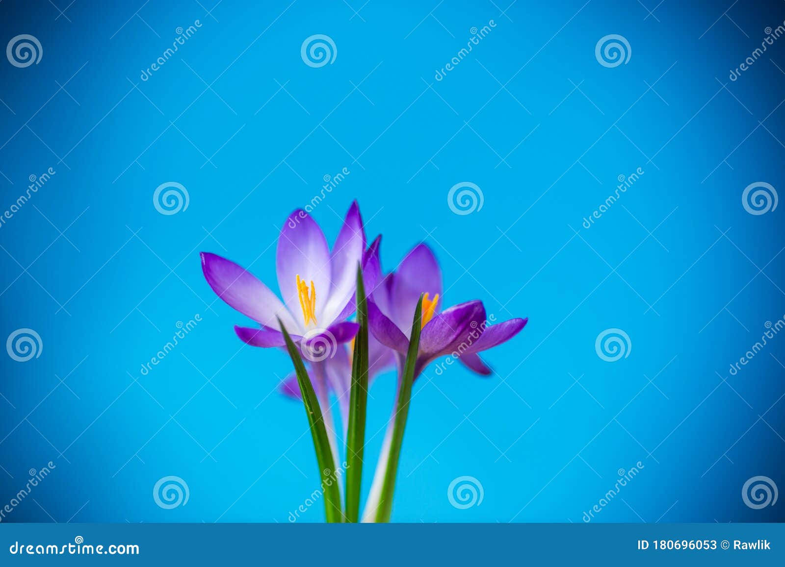 Spring Purple Little Crocus Flowers Isolated on Blue Stock Image ...
