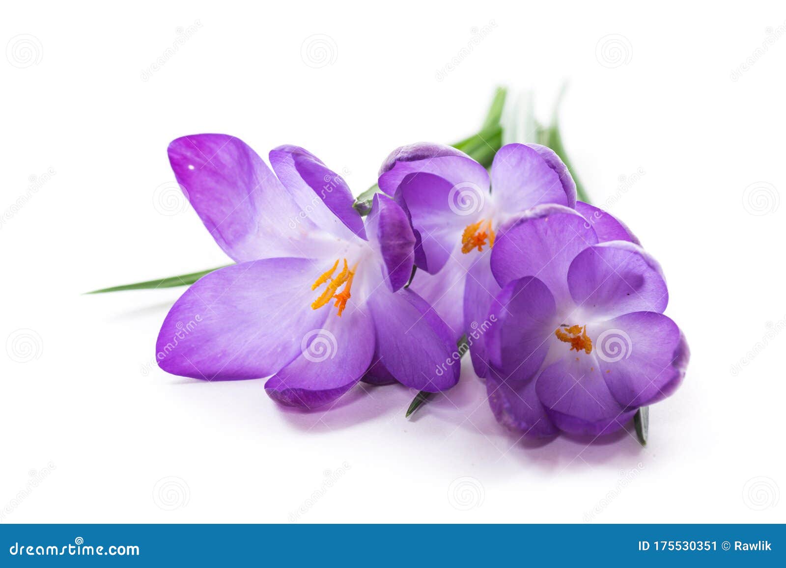 Spring Purple Little Crocus Flowers Isolated on White Stock Image ...