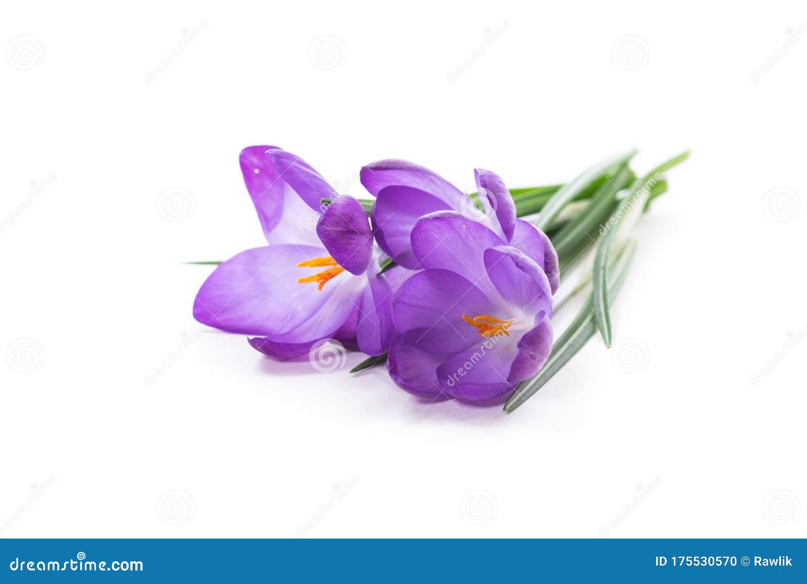Spring Purple Little Crocus Flowers Isolated on White Stock Photo ...