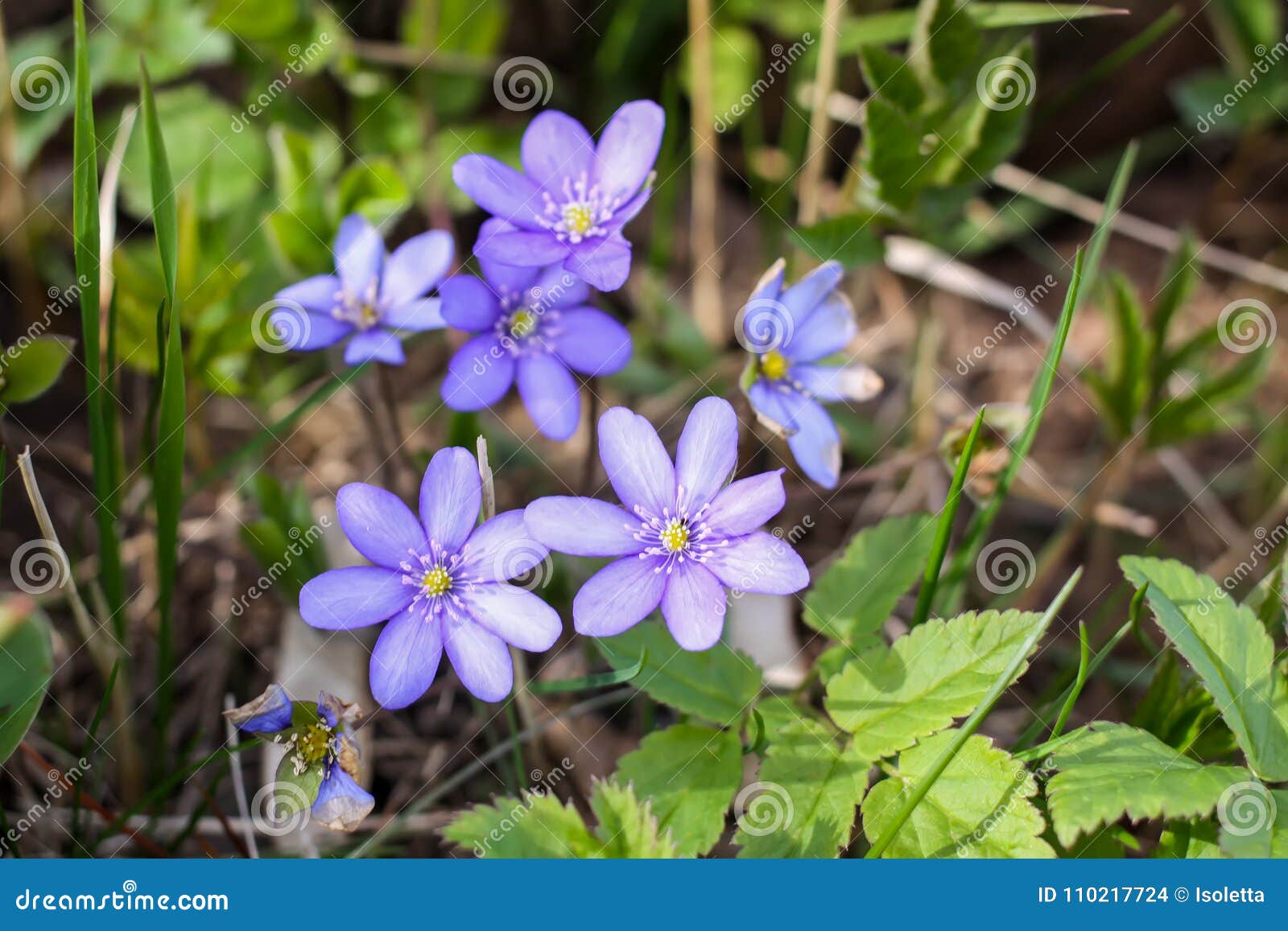 Spring purple wildflowers stock photo. Image of plant - 110217724
