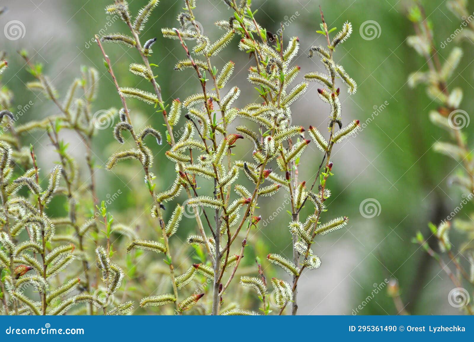 Purple Willow (Salix Purpurea) Grows in Nature Stock Photo - Image of ...