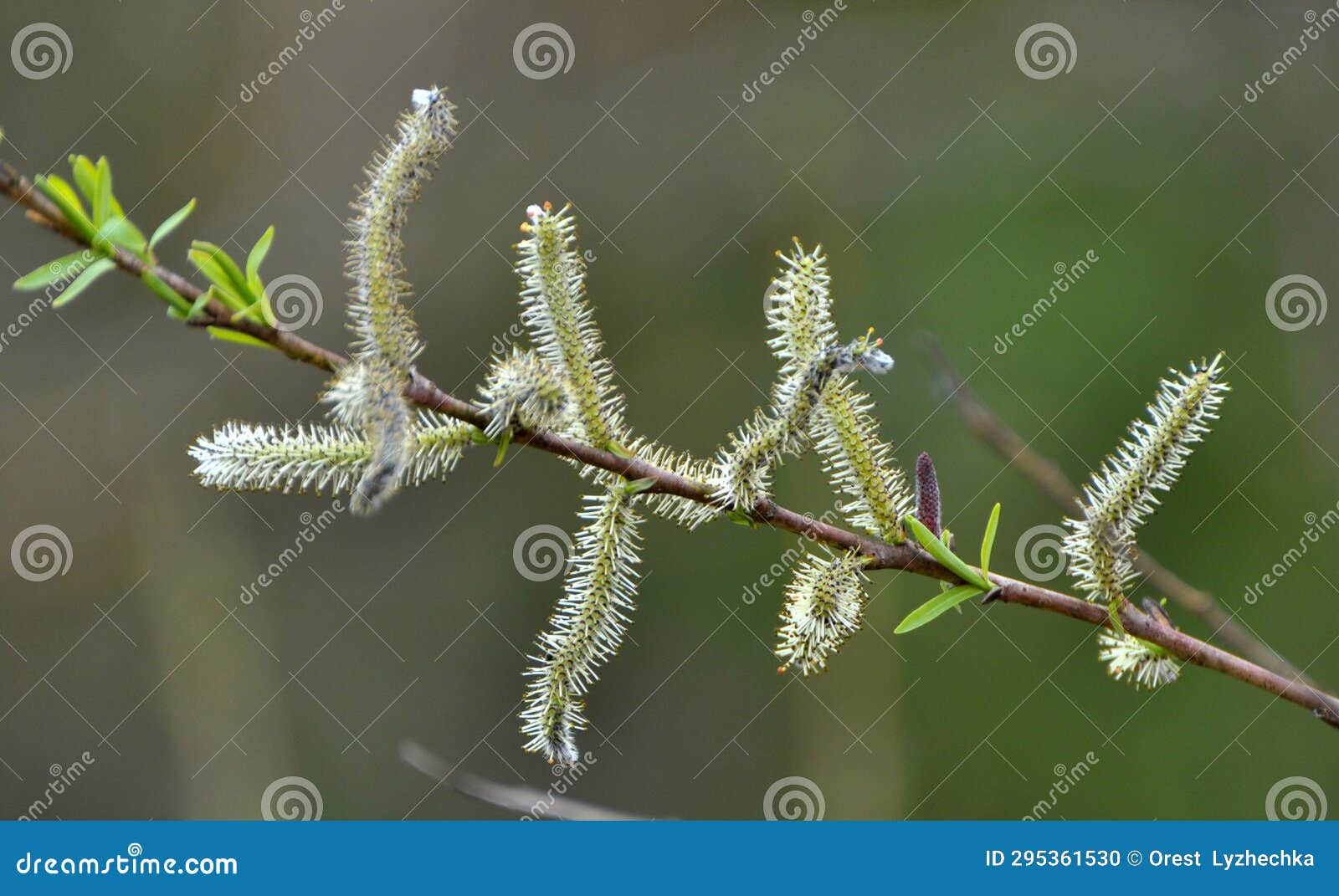 Purple Willow (Salix Purpurea) Grows in Nature Stock Photo - Image of ...