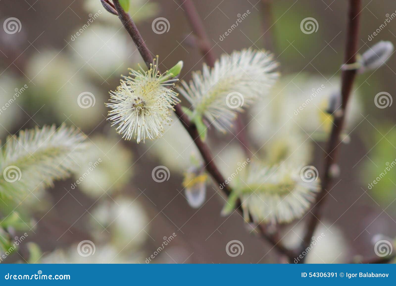 Spring pussy-willow. stock image. Image of garden, blossom - 54306391