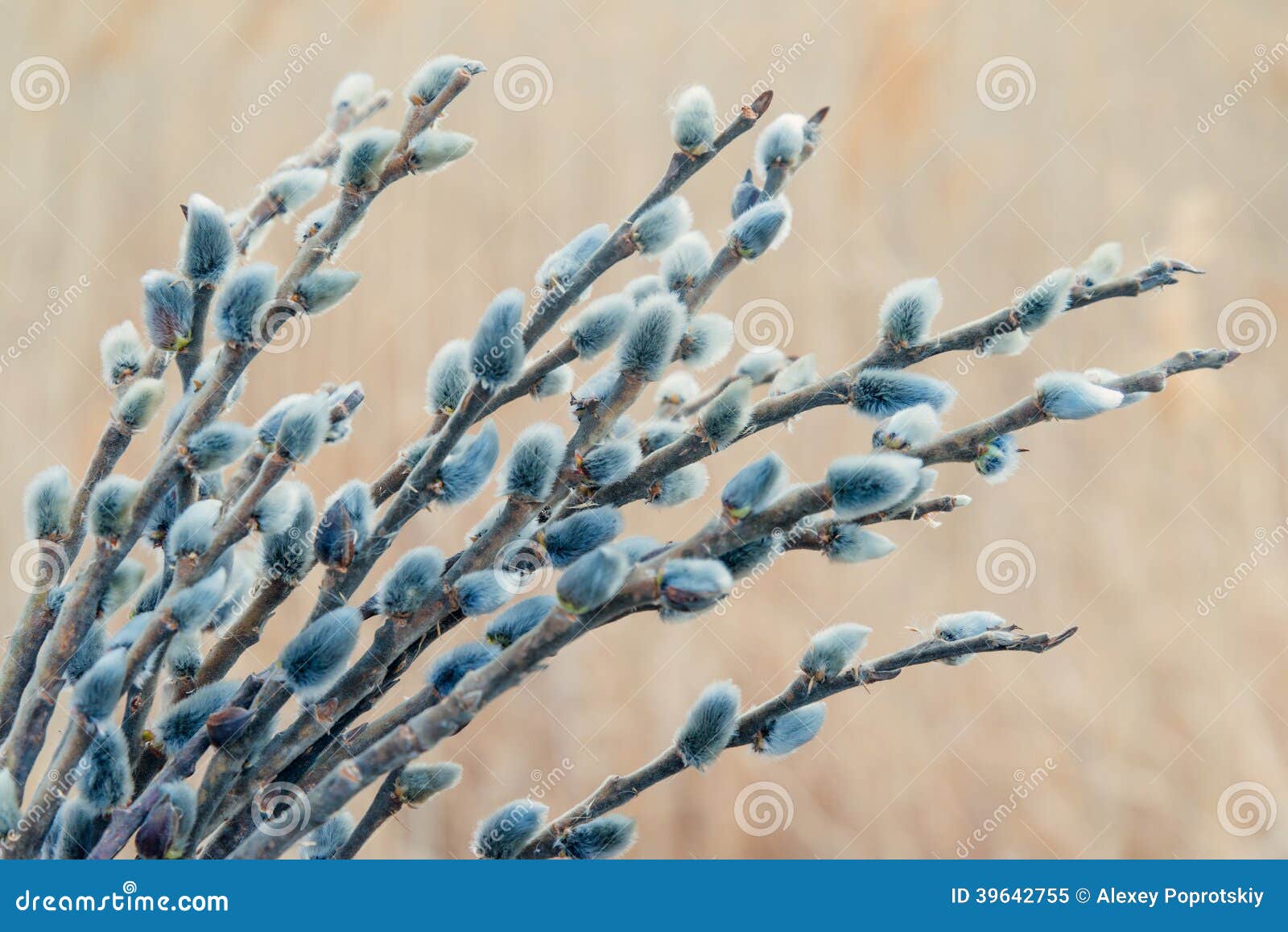 Spring willow branches stock image. Image of traditional - 39642755