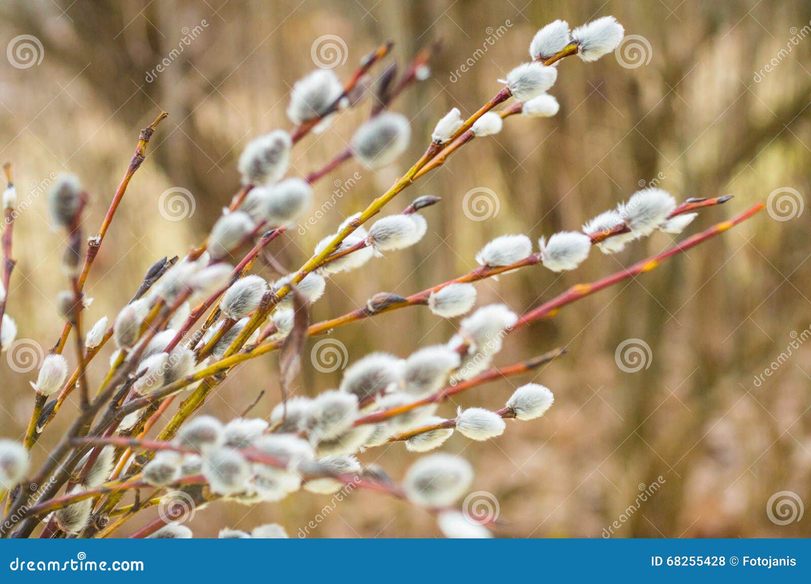 Spring pussy-willow stock photo. Image of nature, flower - 68255428