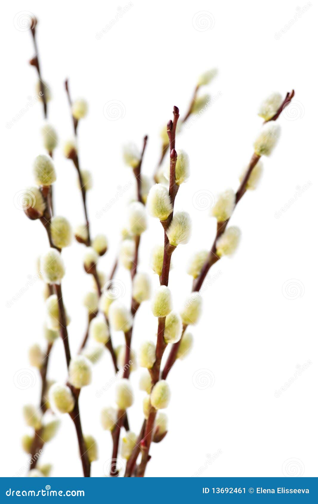 235 Spring Willows Isolated Stock Photos - Free & Royalty-Free Stock ...