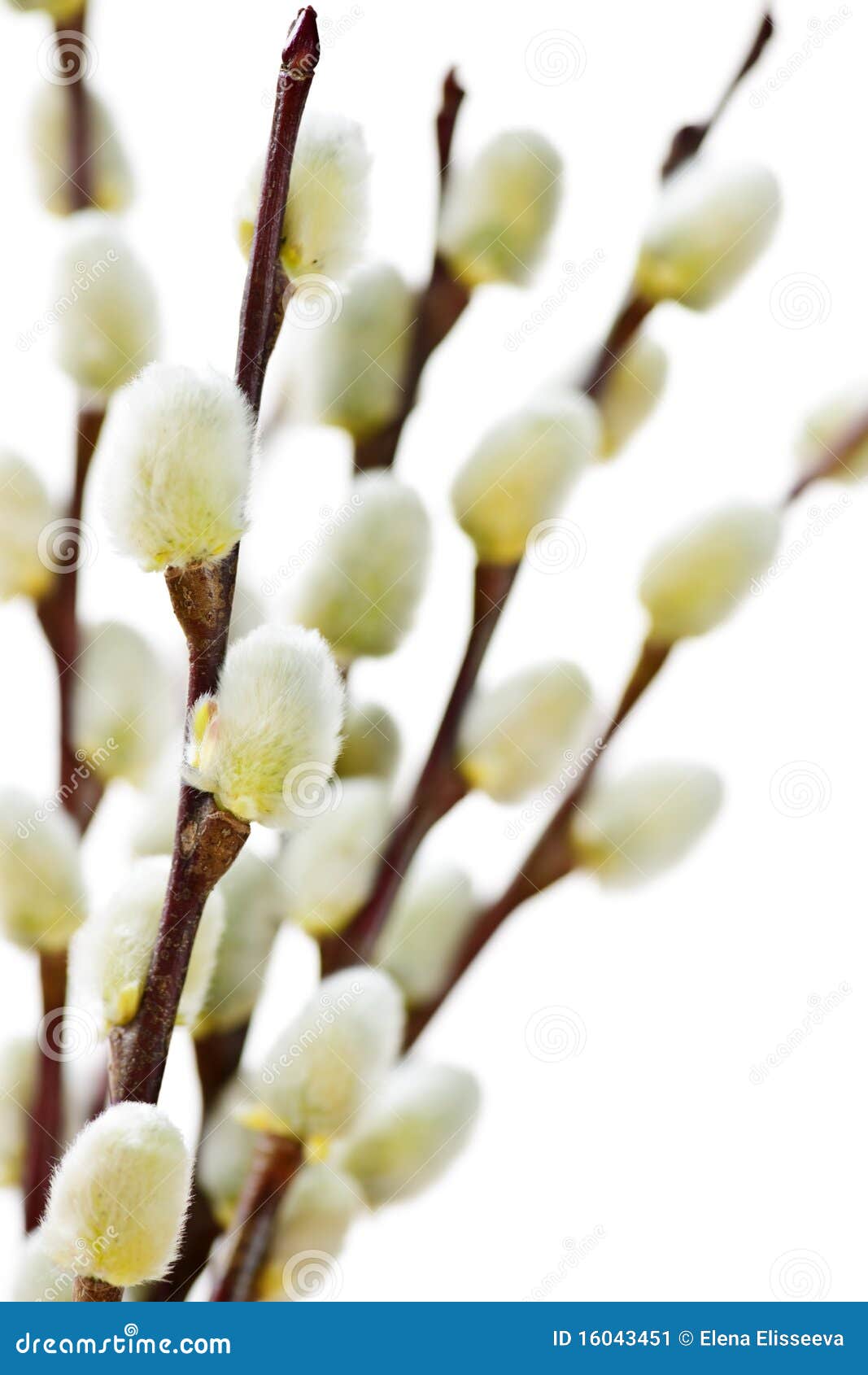 Spring willows stock image. Image of natural, grow, delicate - 16043451