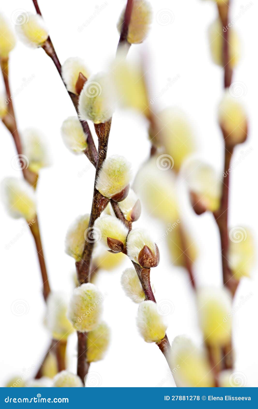 Spring willows stock photo. Image of gentle, branch, fluffy - 27881278