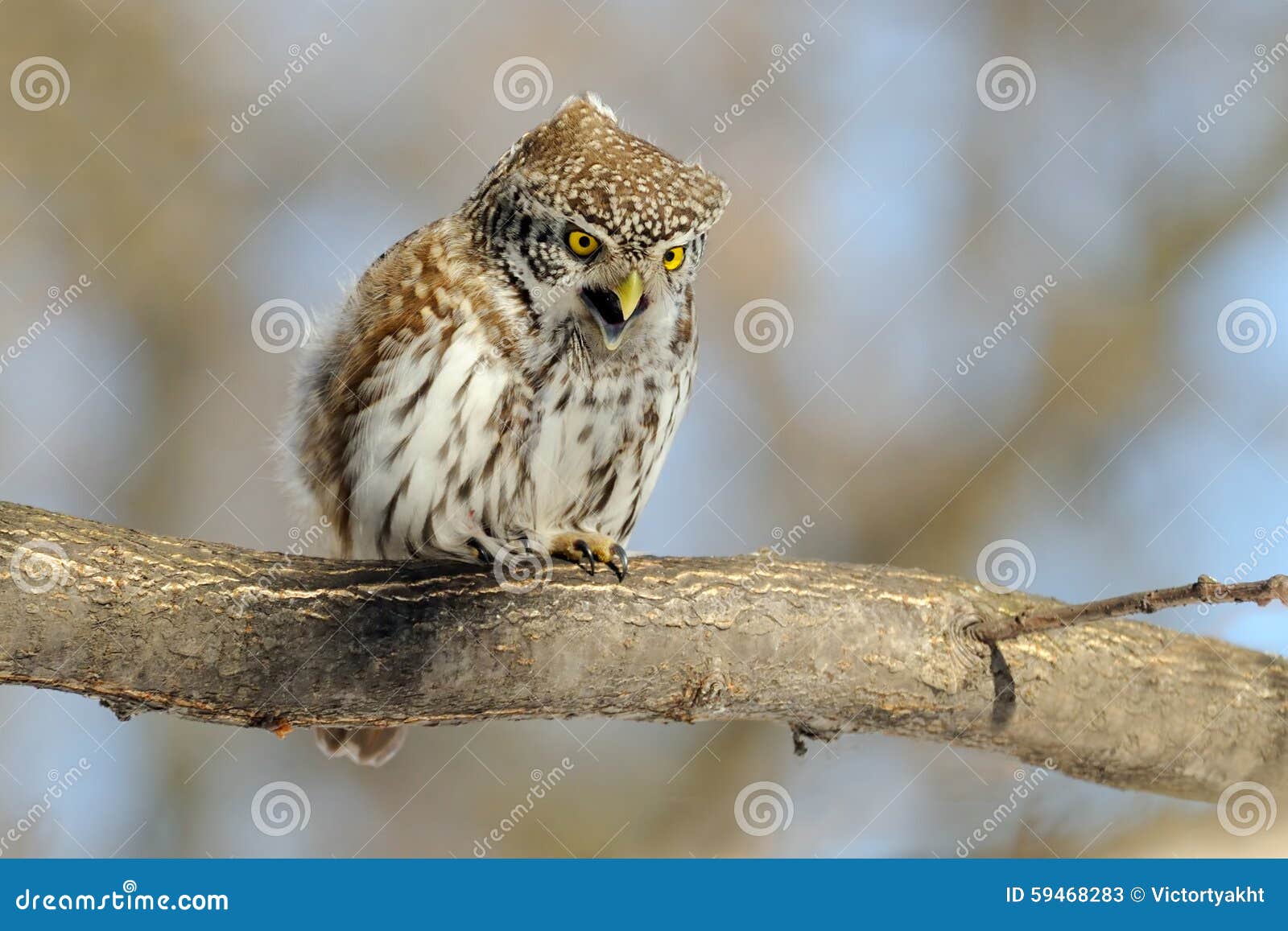 Spring Pygmy Owl Perching and Crying Stock Image - Image of raptor ...