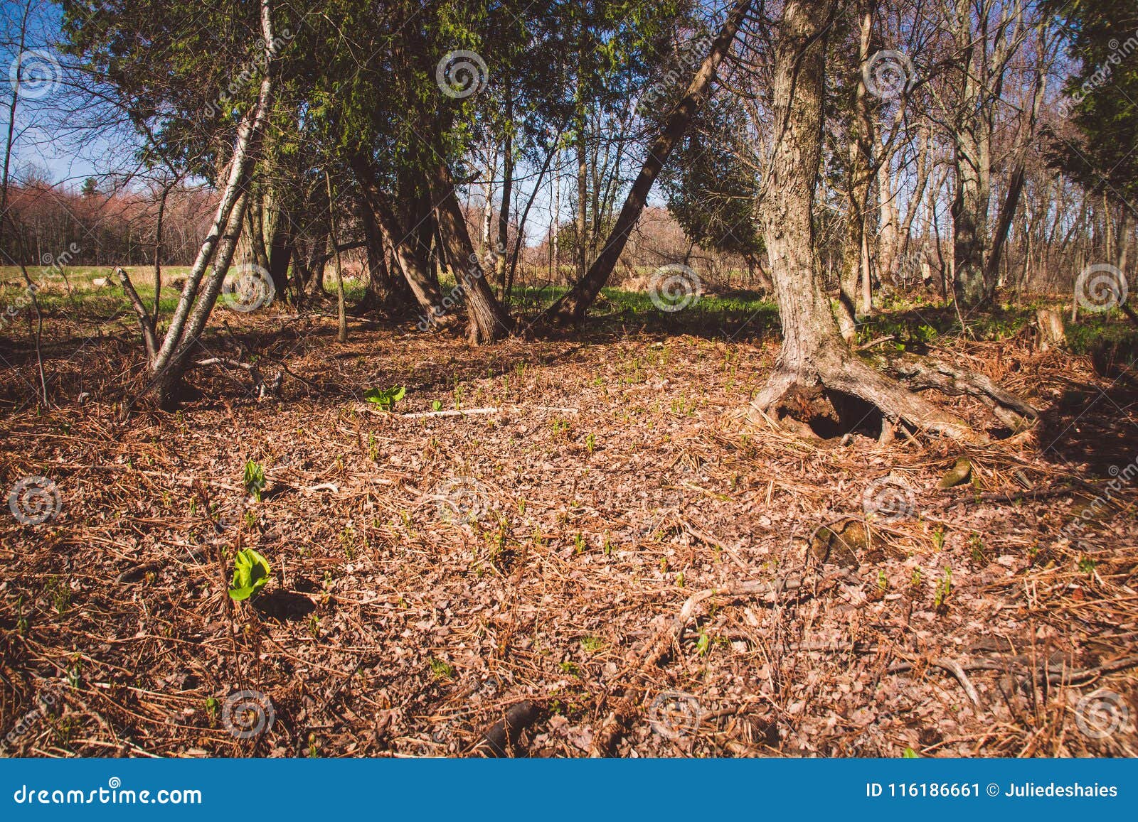 Spring Quebec Canada Forest Scene Stock Image - Image of quebec, canada ...