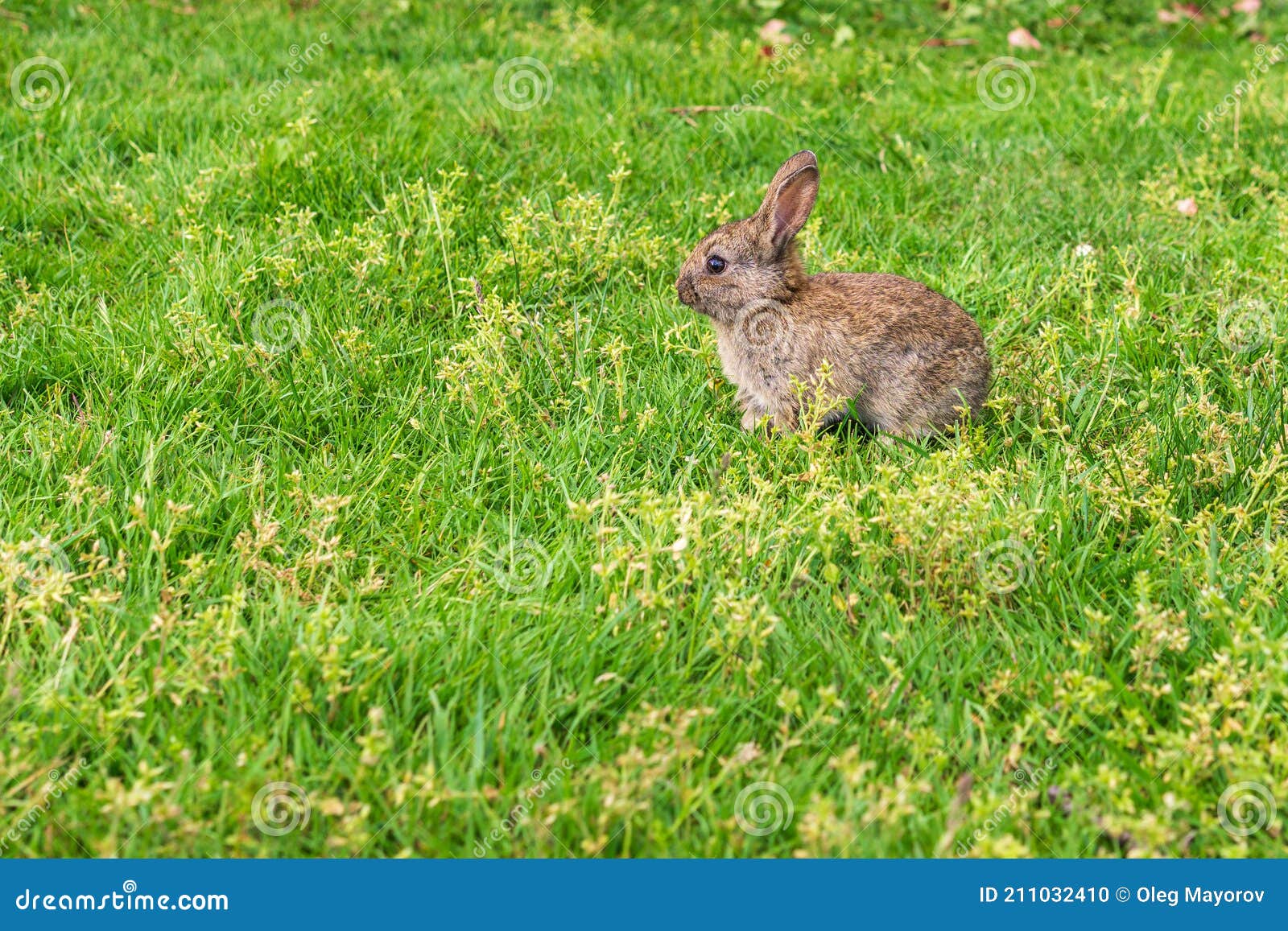 Spring Rabbit in a Green Field Easter Symbol Beautiful April Background ...