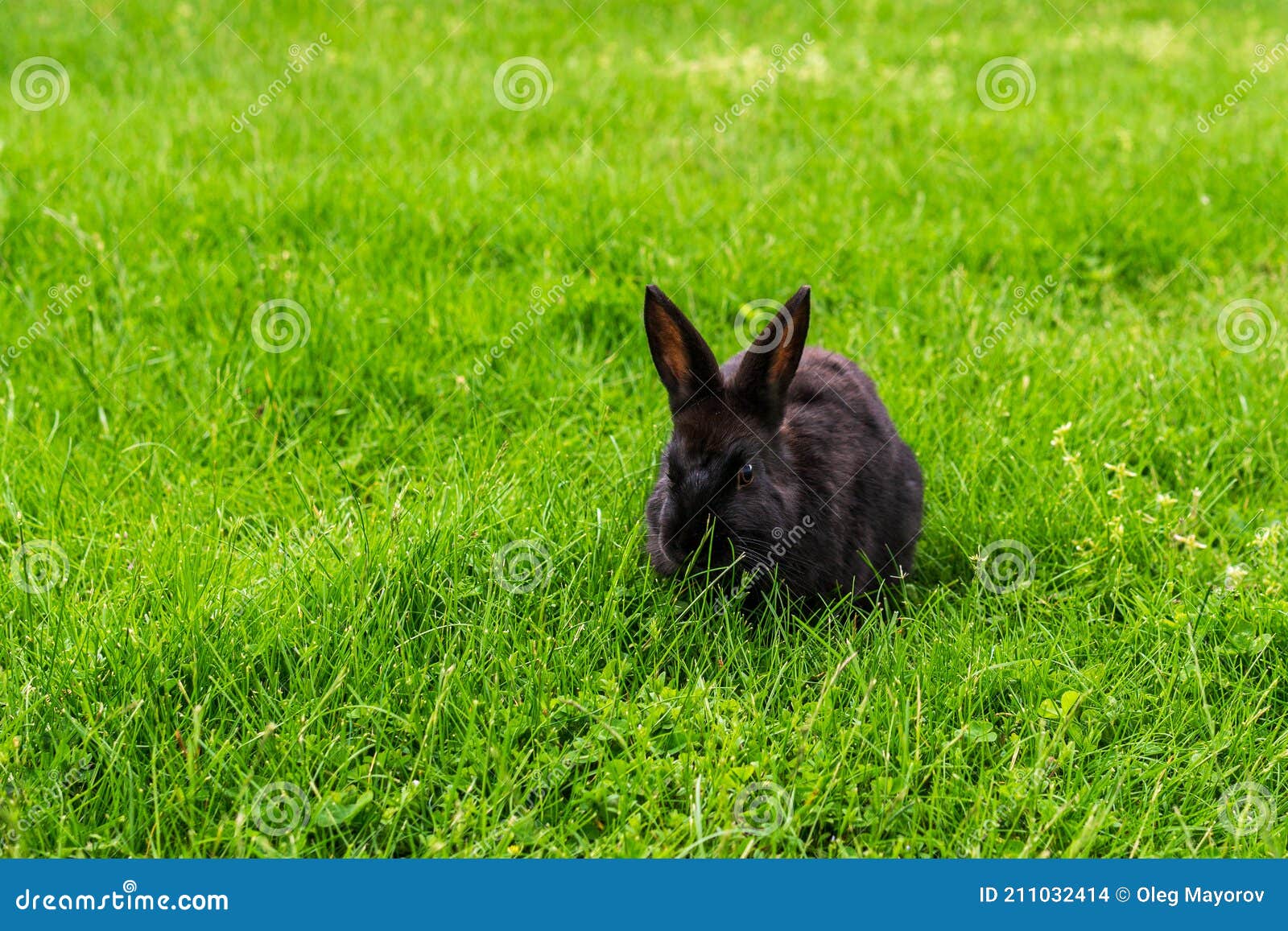 Spring Rabbit In A Green Field Easter Symbol Beautiful April Background ...