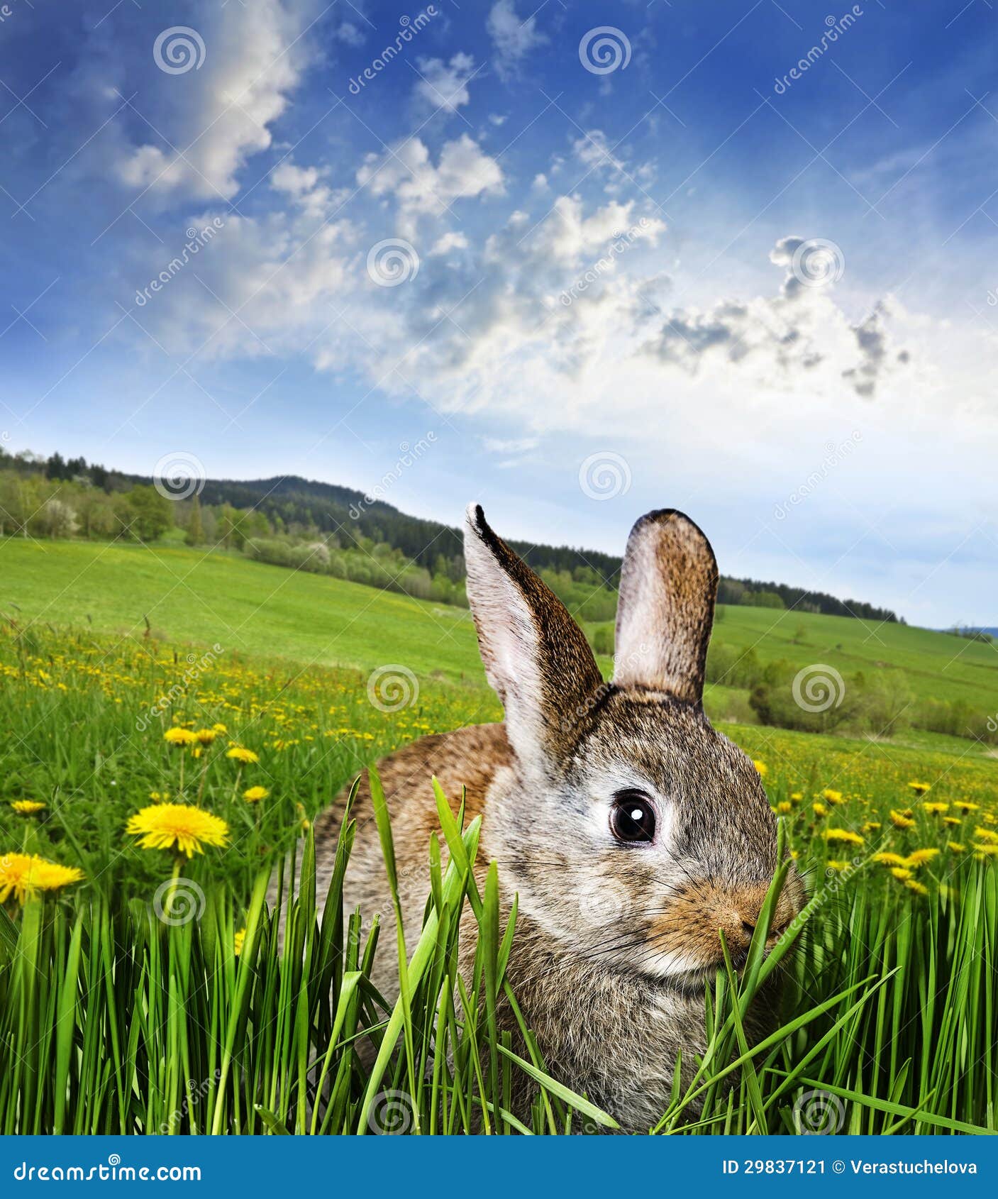 Spring Rabbit In A Green Field Easter Symbol Beautiful April Background ...