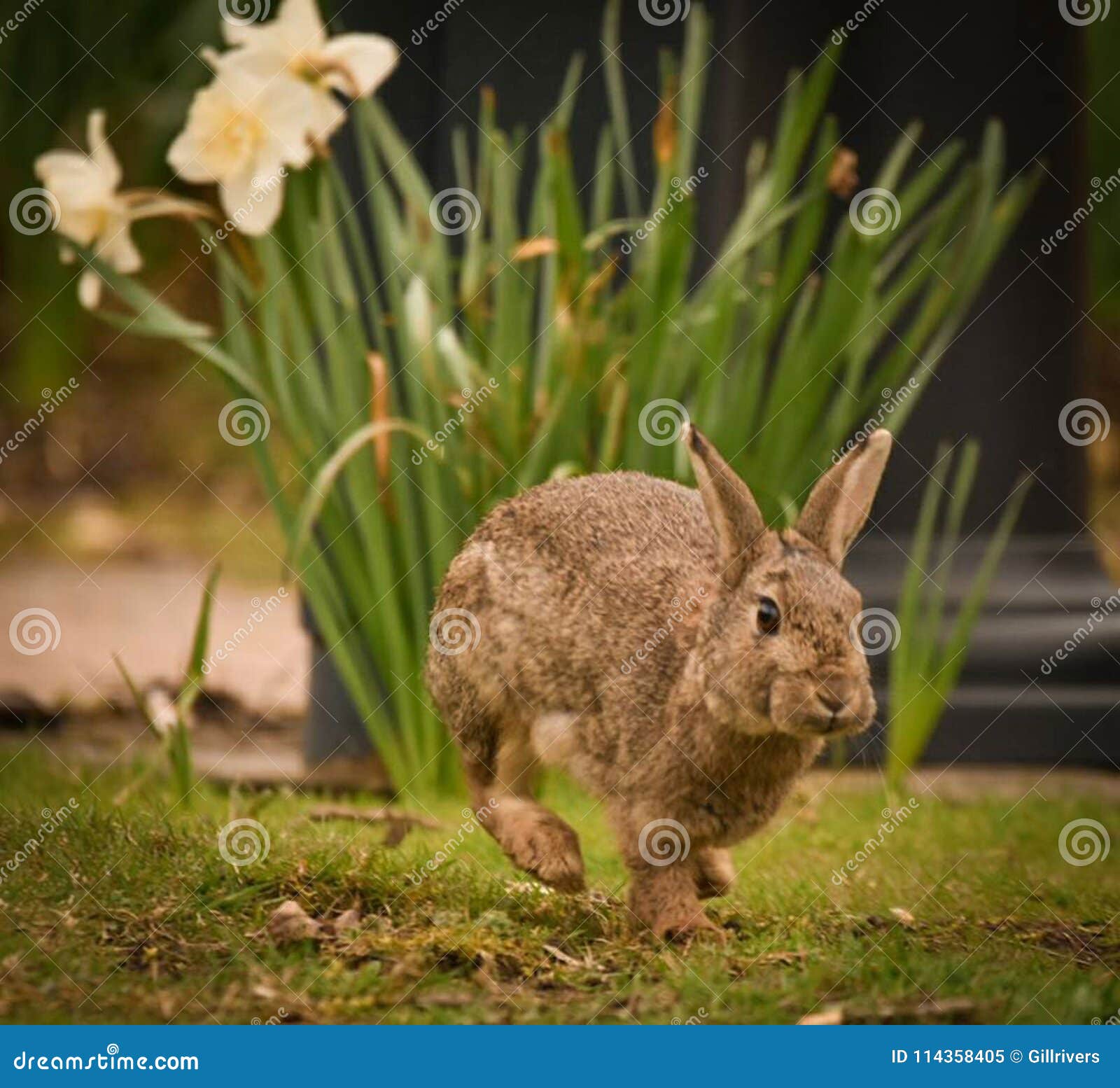 Spring Rabbit stock image. Image of beautiful, industries - 114358405