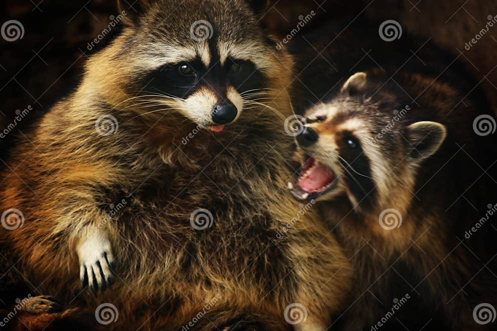 Spring raccons stock photo. Image of habitat, environment - 4810928