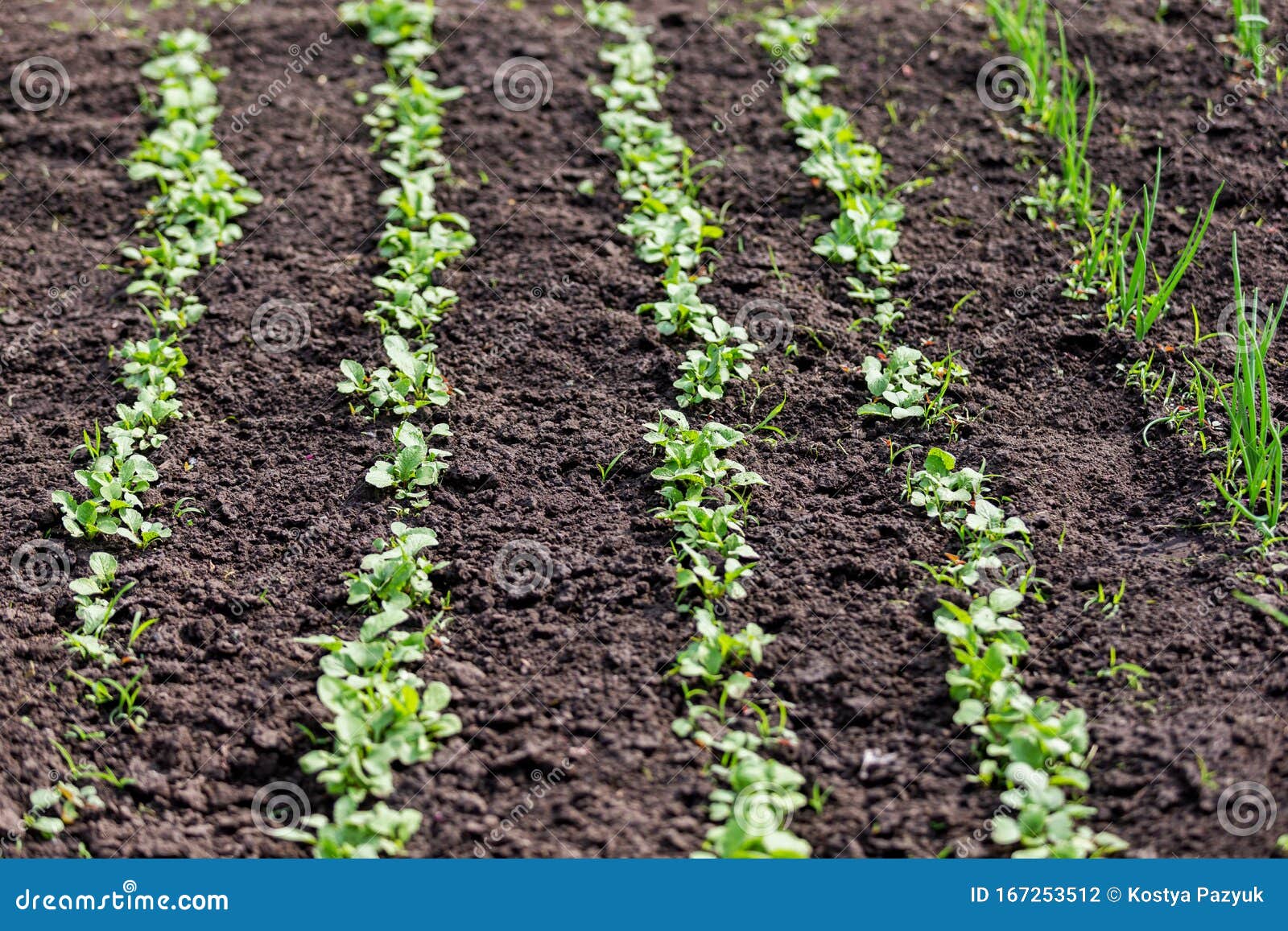 Spring Radish Shoots on Black Soil Stock Photo - Image of green ...