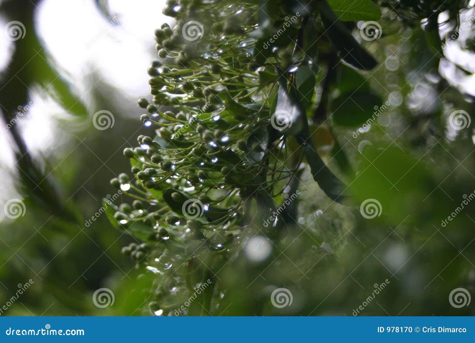 Spring Rain 2 stock photo. Image of green, rain, shower - 978170