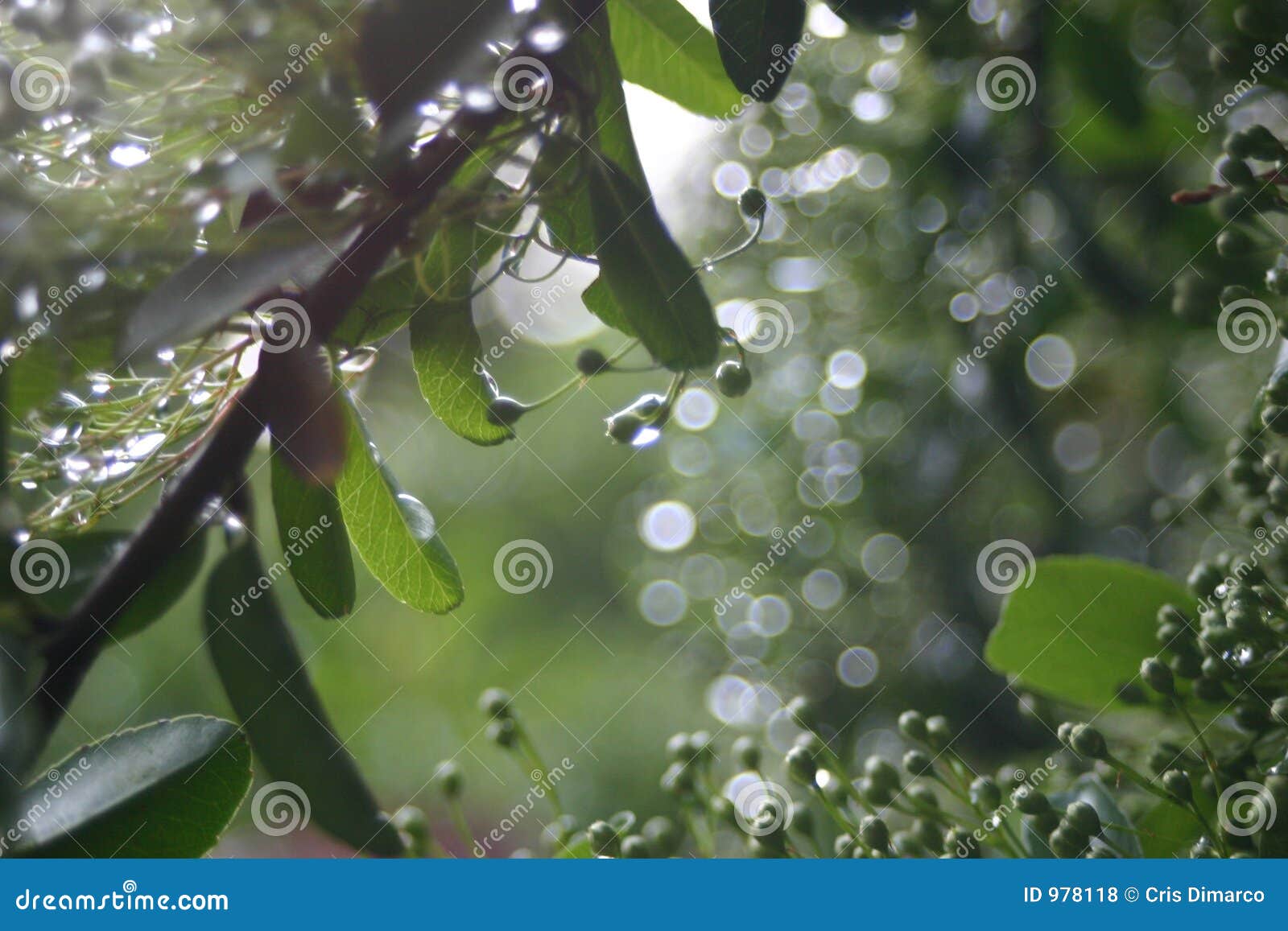 Spring Rain stock photo. Image of forest, rain, dense, spring - 978118