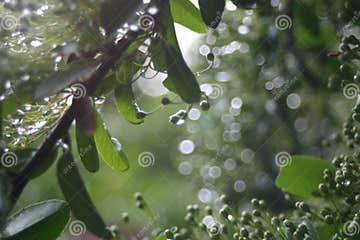 Spring Rain stock photo. Image of forest, rain, dense, spring - 978118