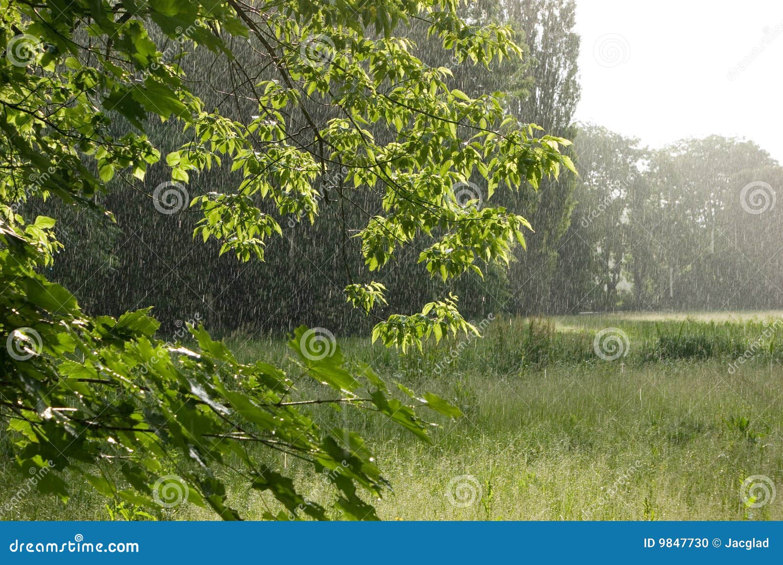 Spring rain stock photo. Image of grass, shower, june - 9847730