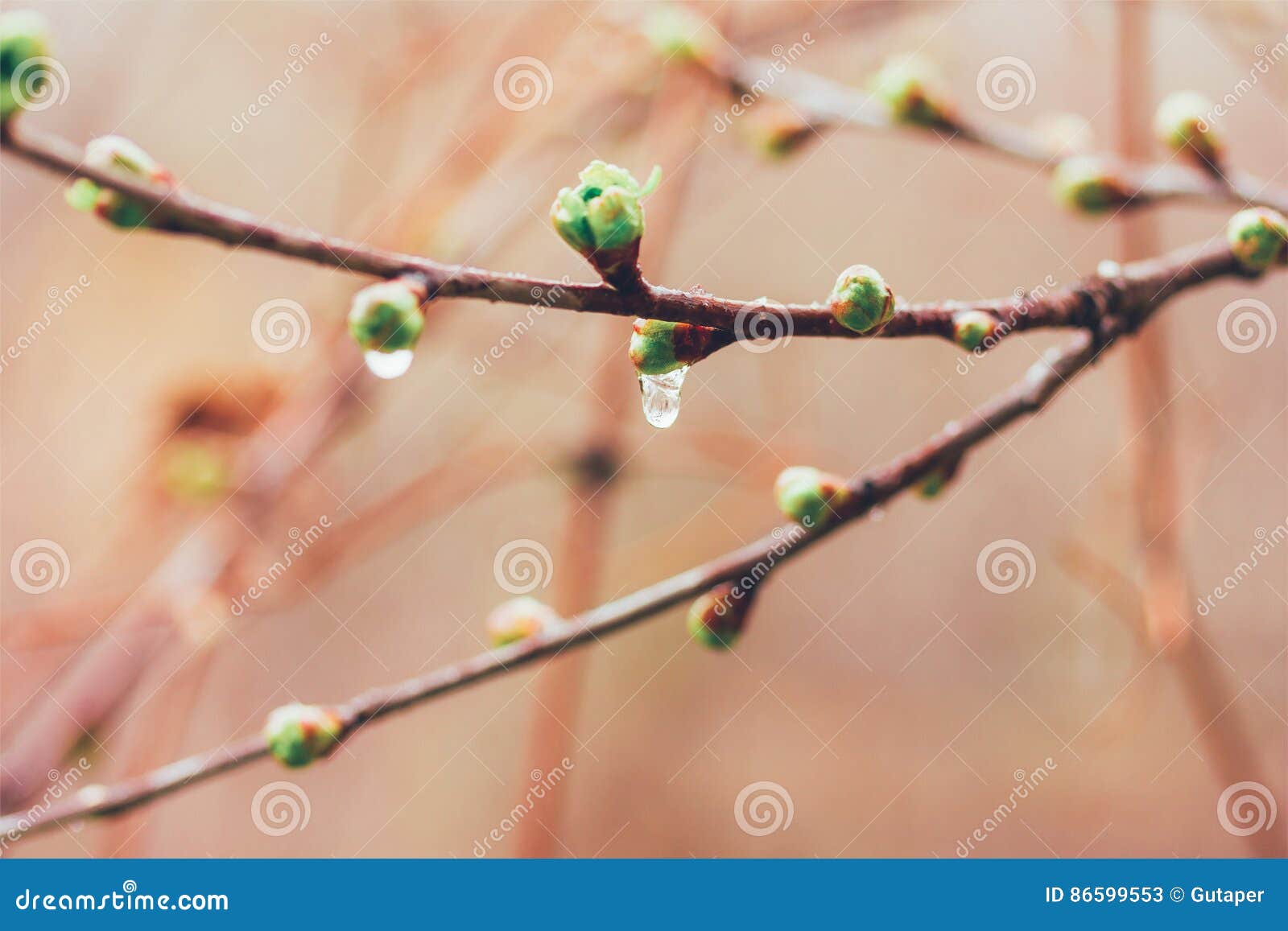 Spring Rain Drops on the Buds. Selective Focus Stock Image - Image of ...