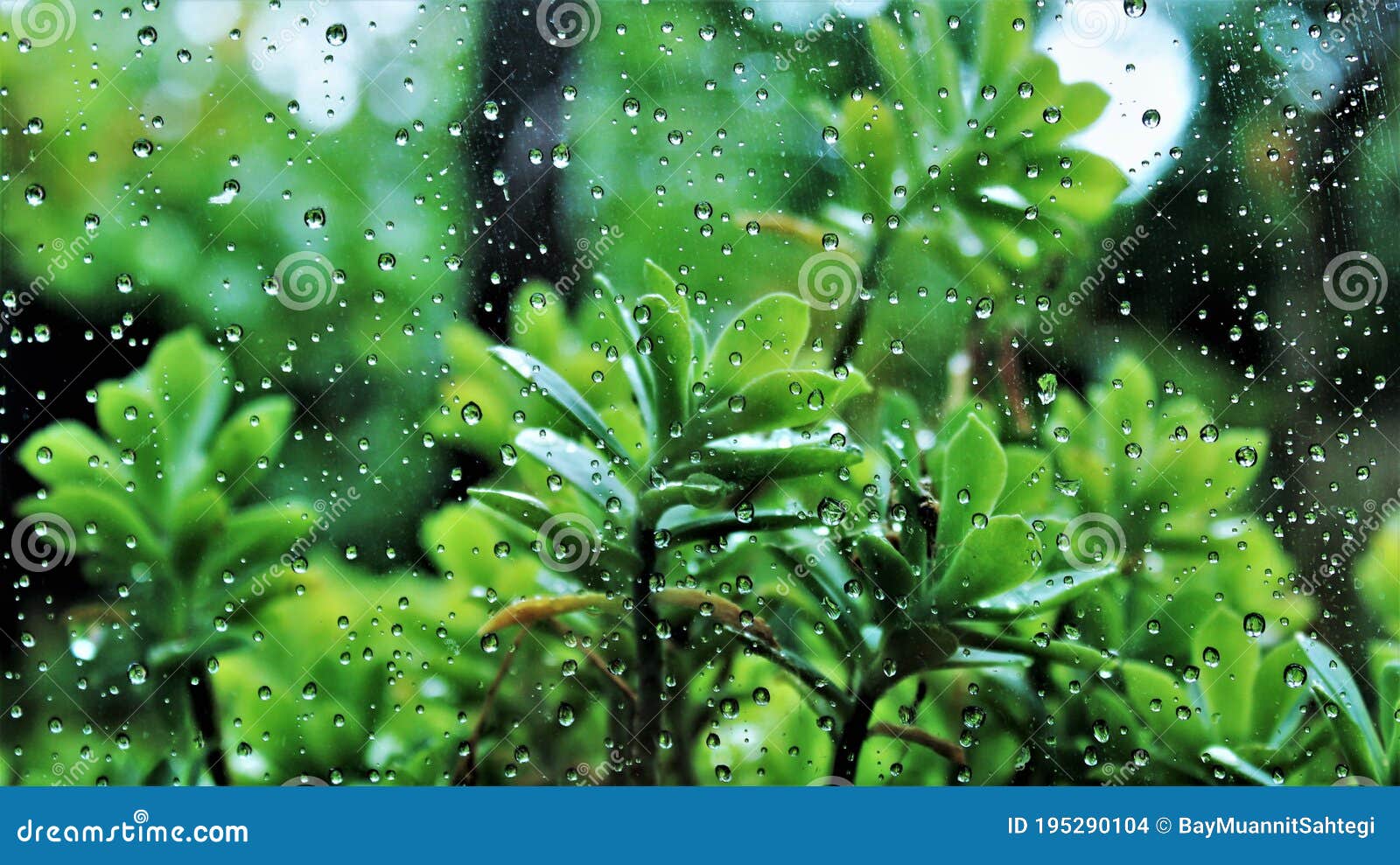 Rainy Weather stock photo. Image of flower, plant, leaf - 195290104