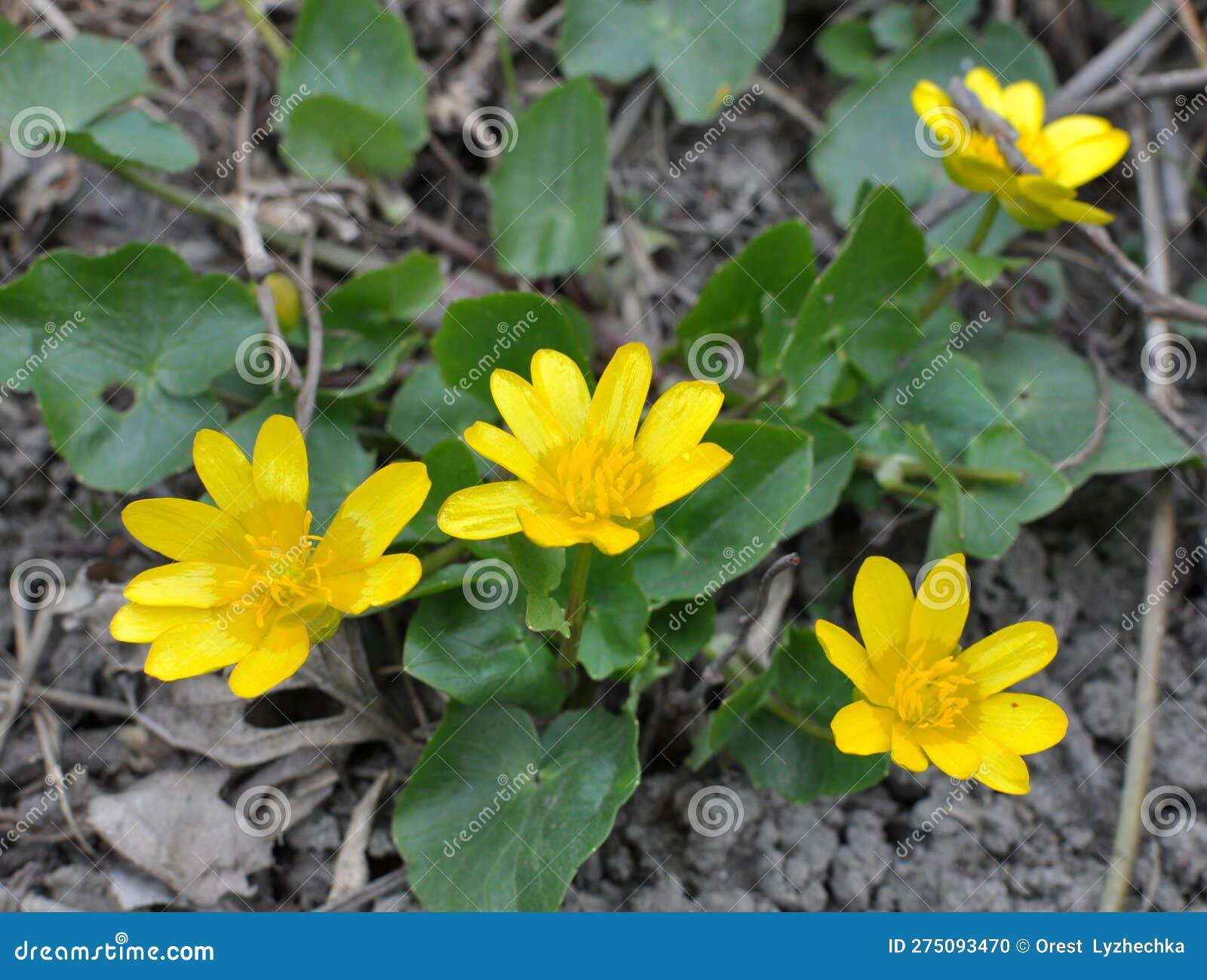 Ranunculus Ficaria Blooms in the Wild Stock Photo - Image of spring ...