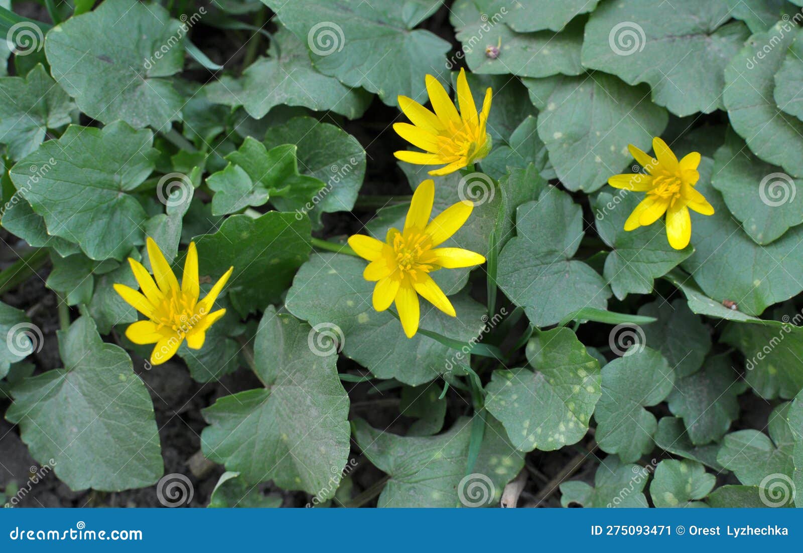 Ranunculus Ficaria Blooms in the Wild Stock Image - Image of color ...