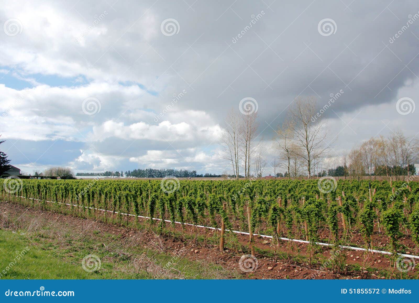 Spring Raspberry Crop stock photo. Image of rolling, abundant - 51855572