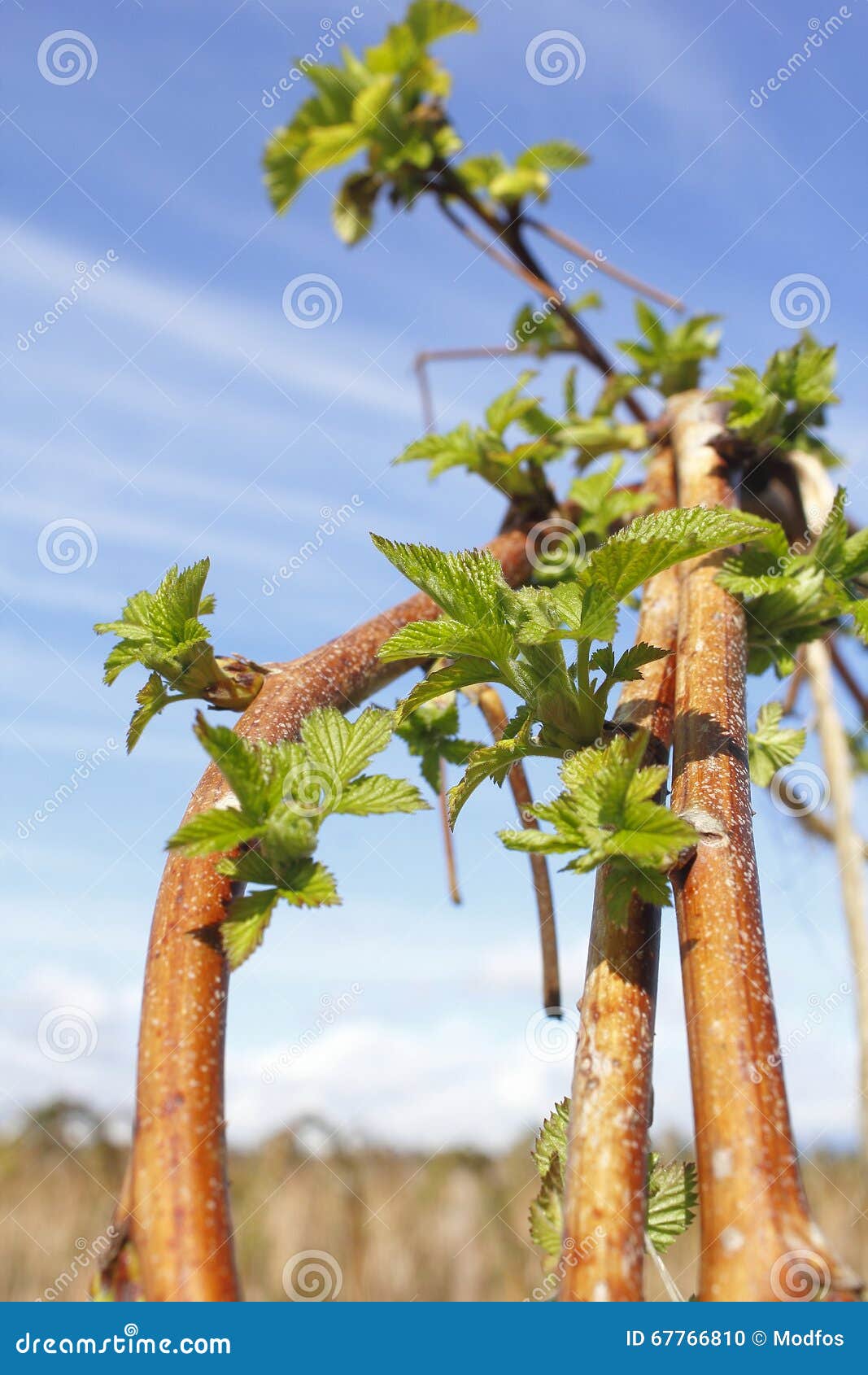 Spring Raspberry Crop stock photo. Image of stem, season - 67766810