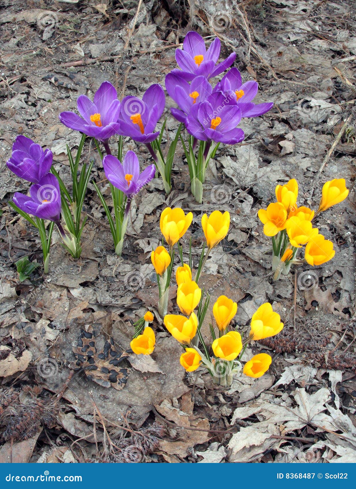 Spring Rebirth stock image. Image of flowers, growth, leaves - 8368487