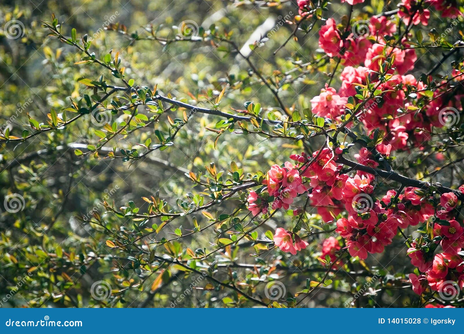 20,289 Red Apple Flowers Stock Photos - Free & Royalty-Free Stock ...