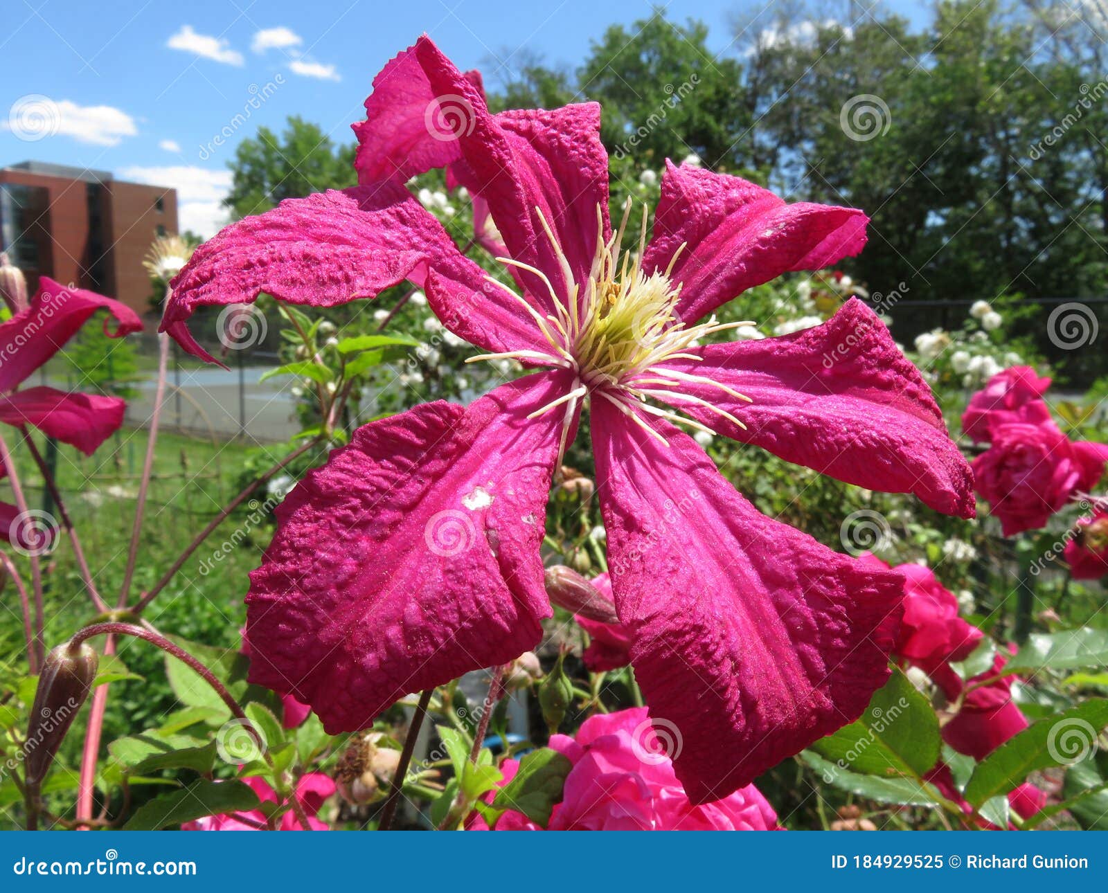Spring Red Clematis Flower in the Garden in May Stock Image - Image of ...