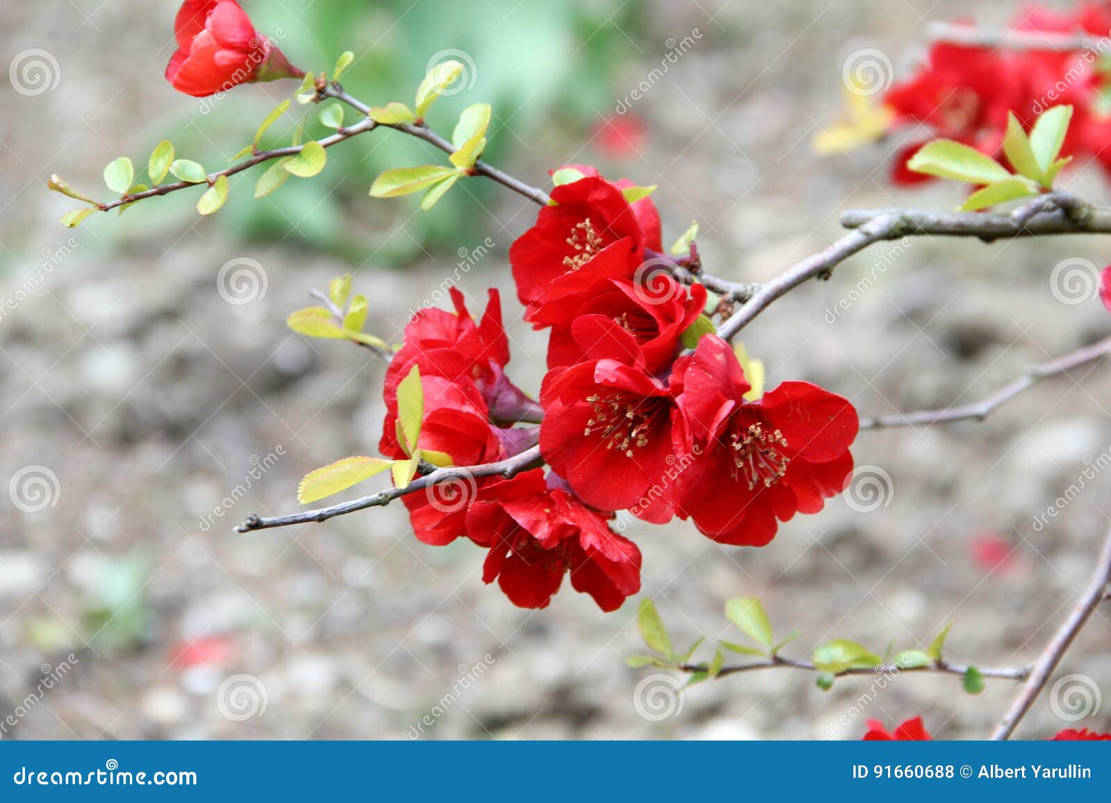 Spring red flowers stock photo. Image of beautiful, closeup - 91660688