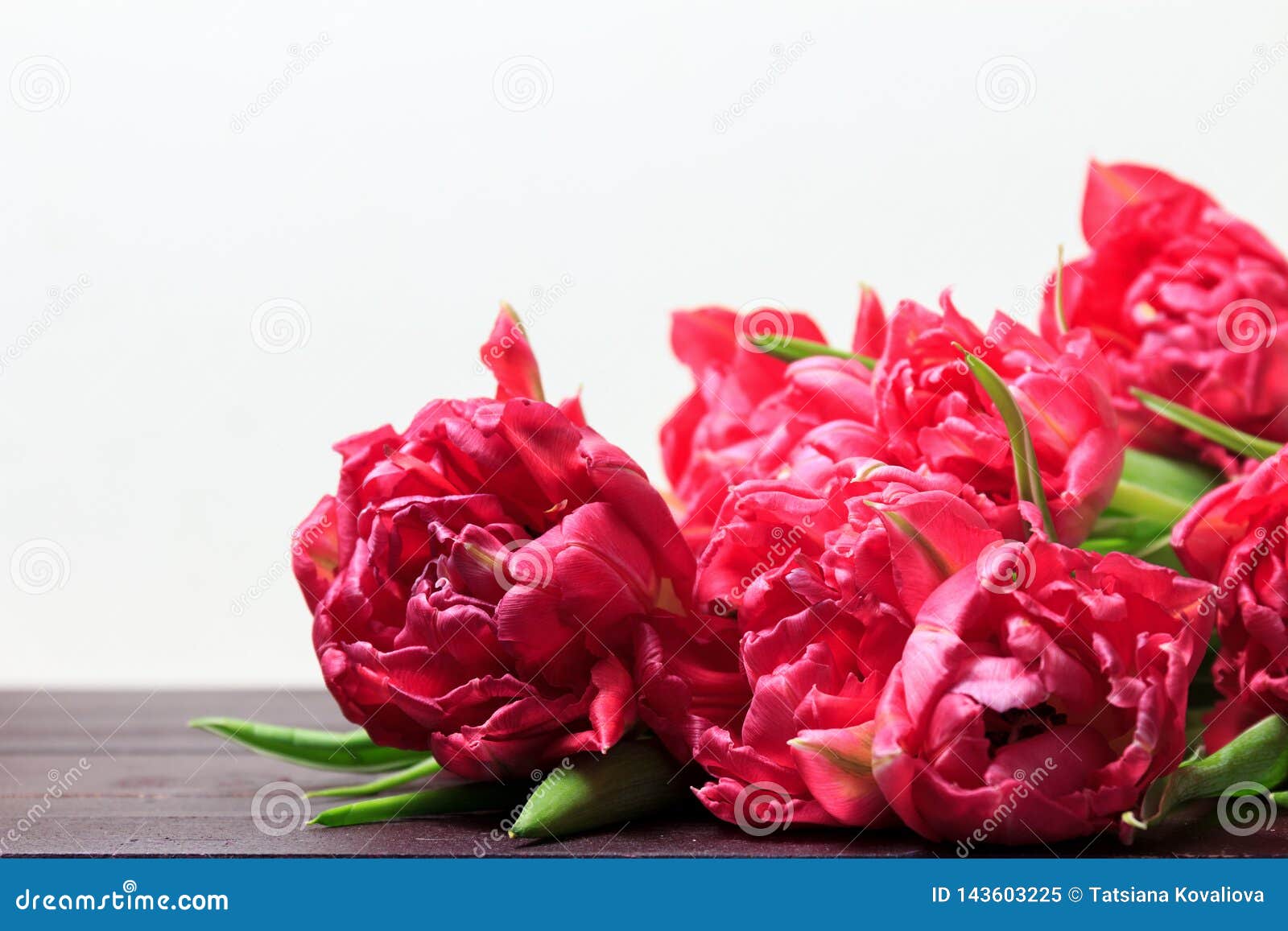 Spring Red and Pink Tulips on White Background. Wide Panoramic Floral ...