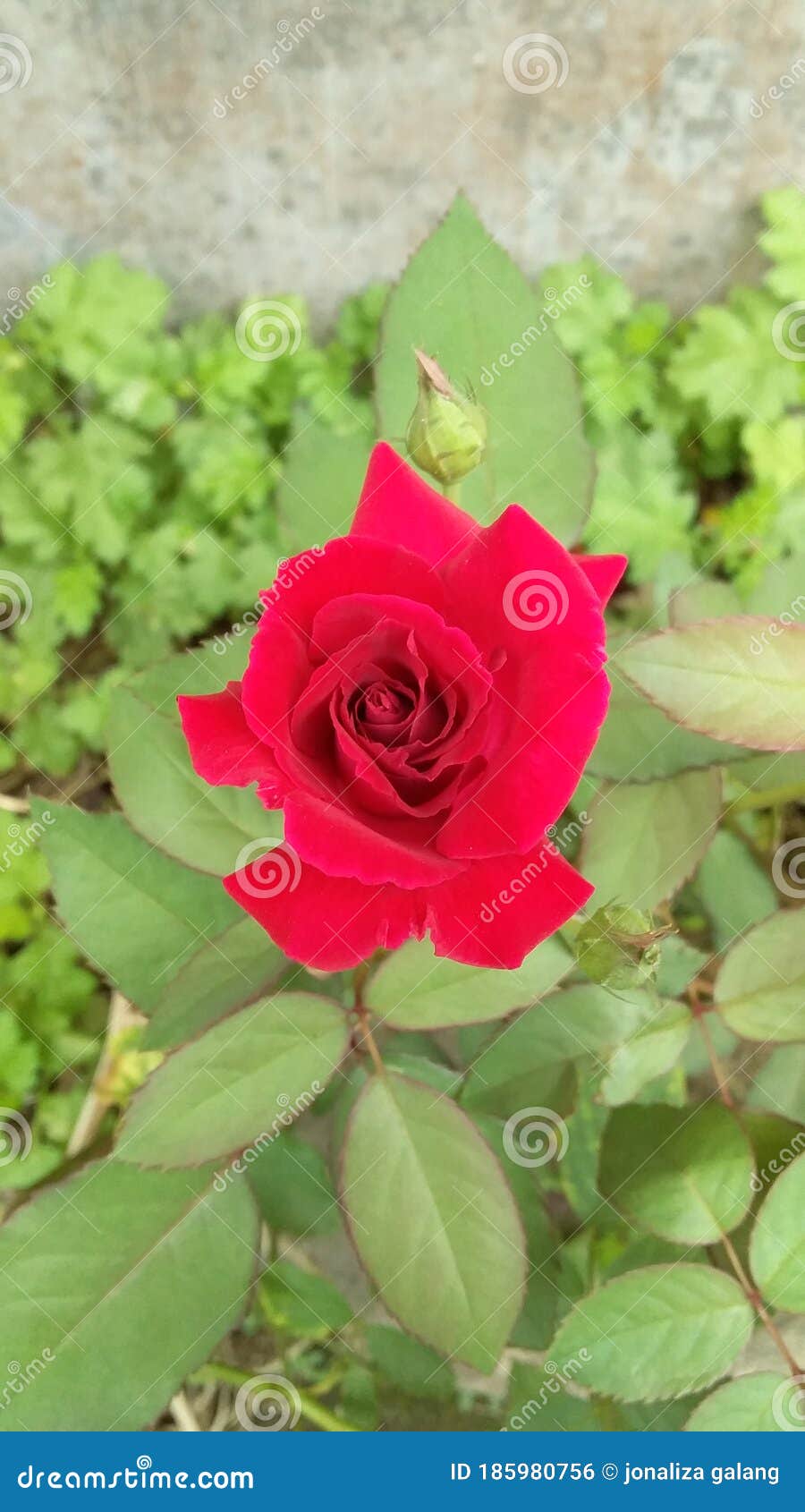 Spring red rose stock photo. Image of plant, spring - 185980756