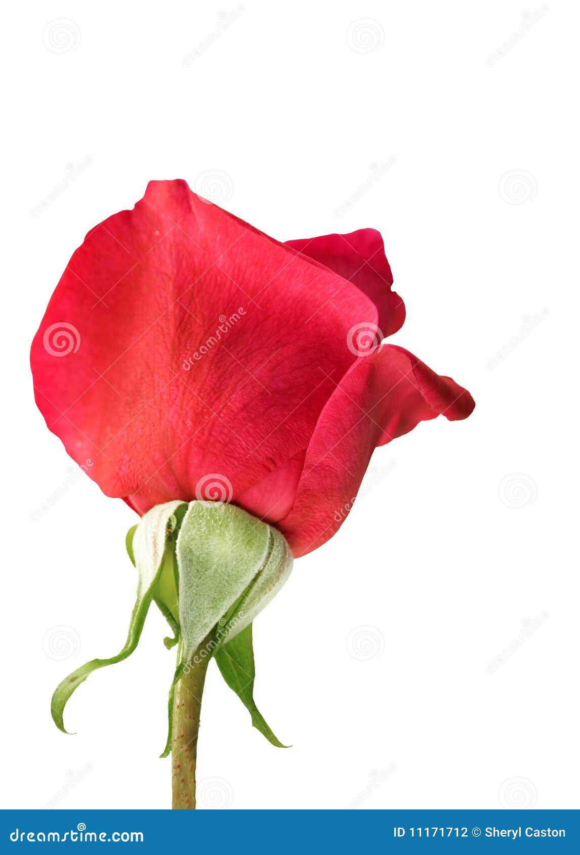 Spring Red Rose Flower Back Stock Photo - Image of flower, valentines ...