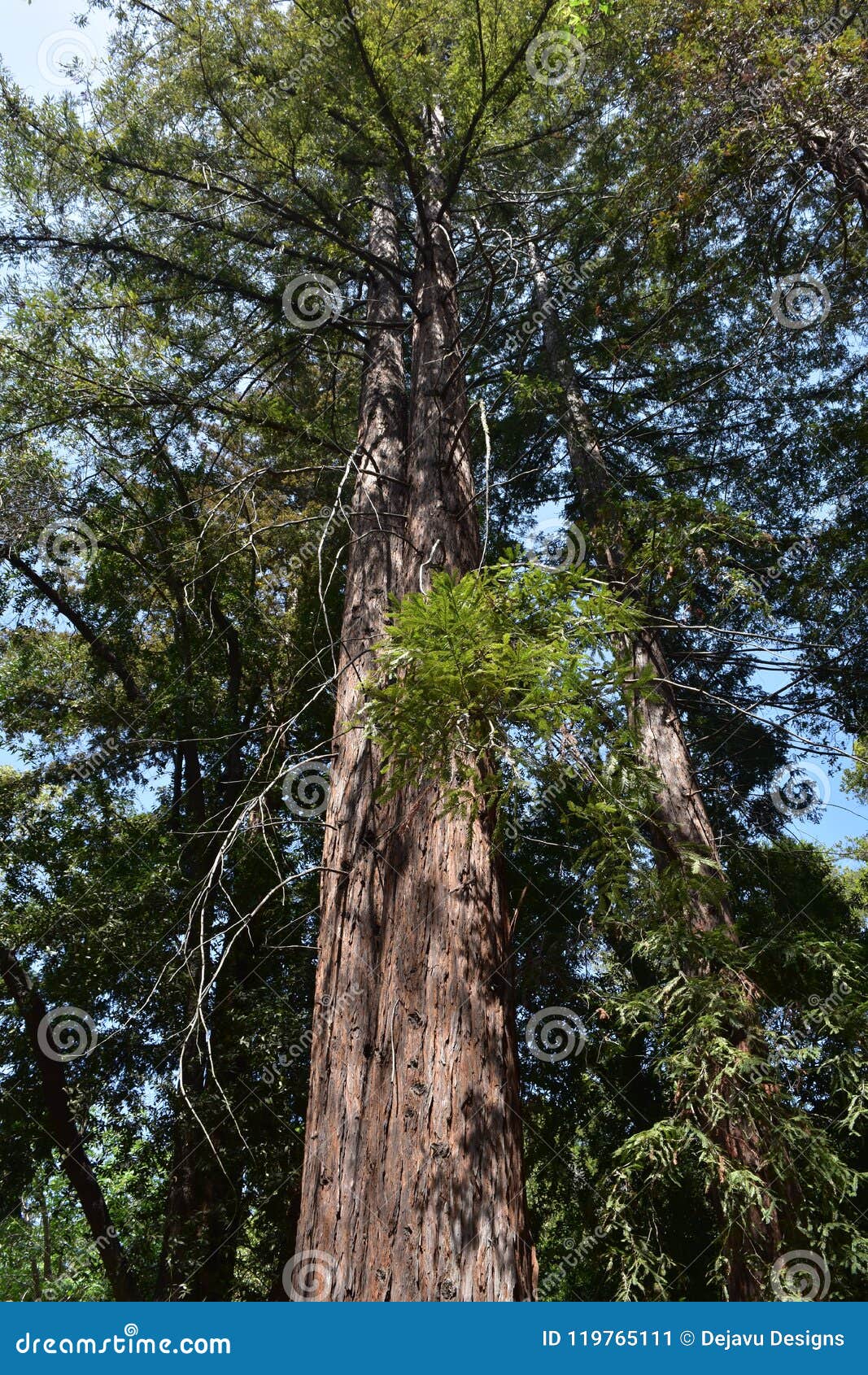 Spring Redwoods and Sequoias in a California Forest Stock Image - Image ...