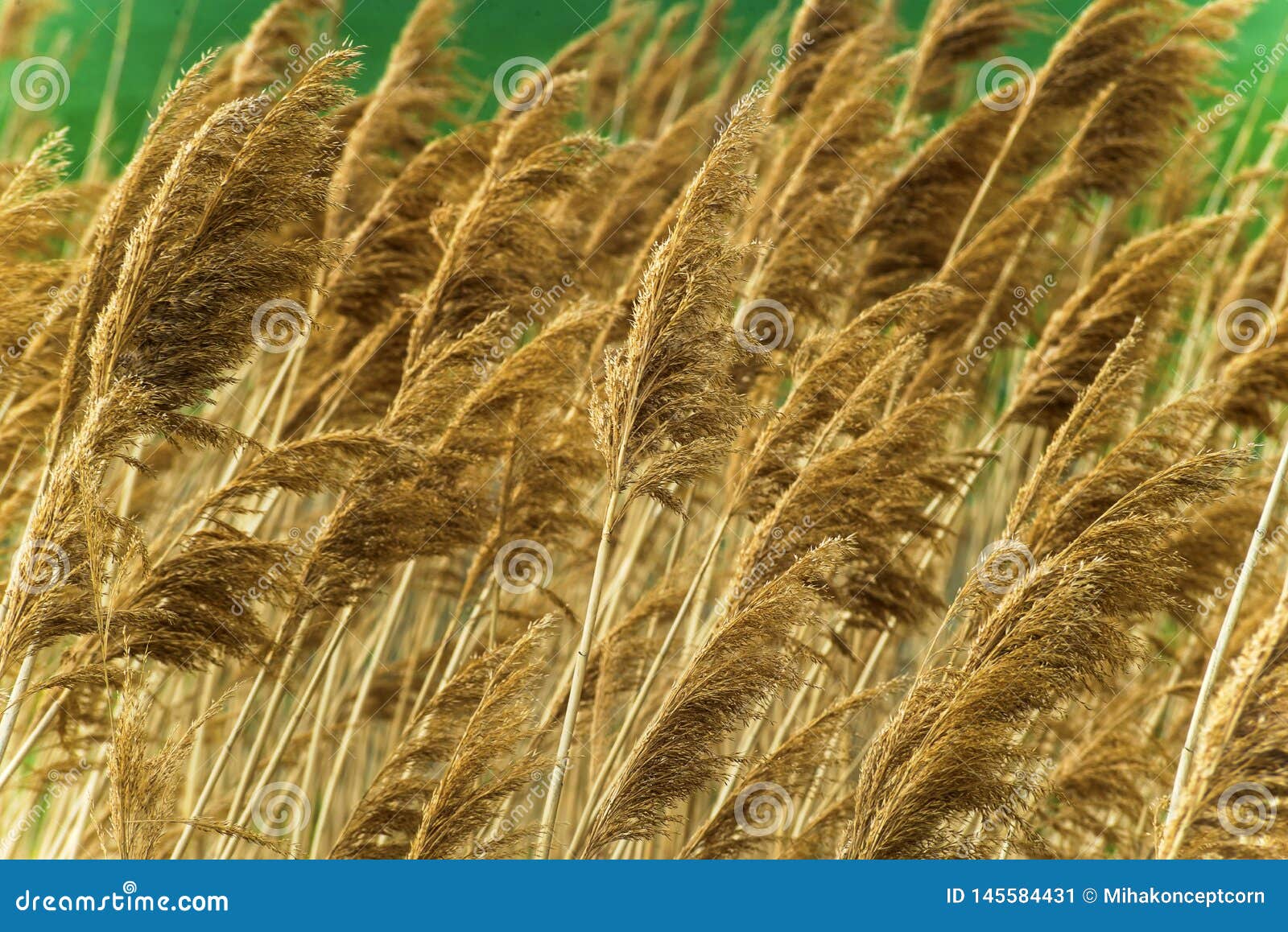 Spring reeds texture stock image. Image of clubrush - 145584431