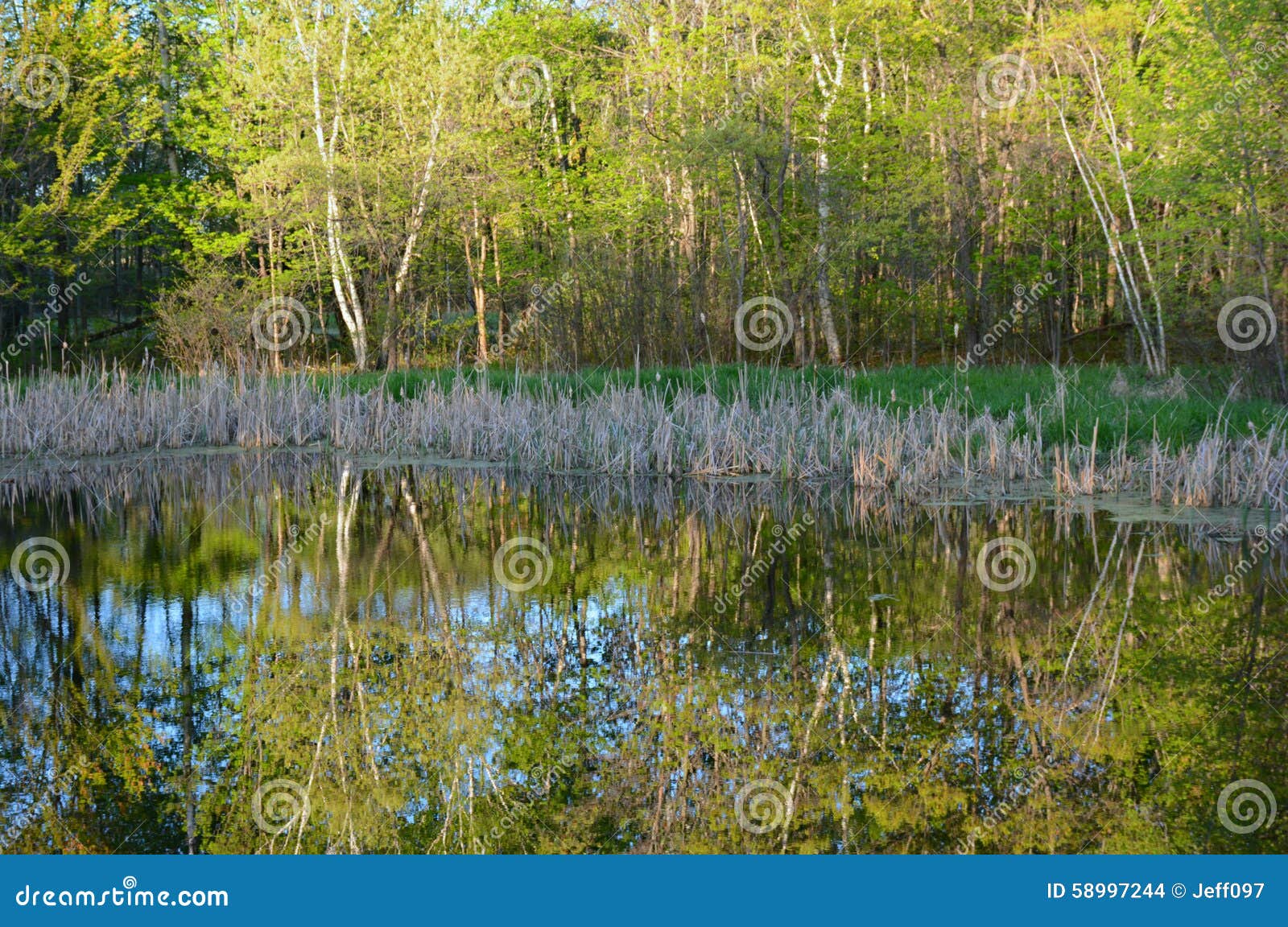 Spring Reflections on a Woodland Pond Stock Photo - Image of aquatic ...