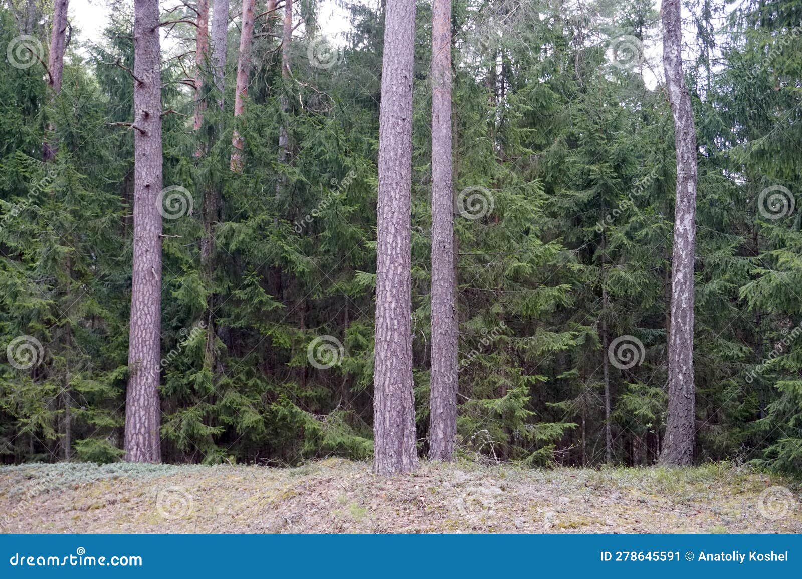Spring in the Reserved Forest. Tall Pines and Dense Firs Stock Image ...