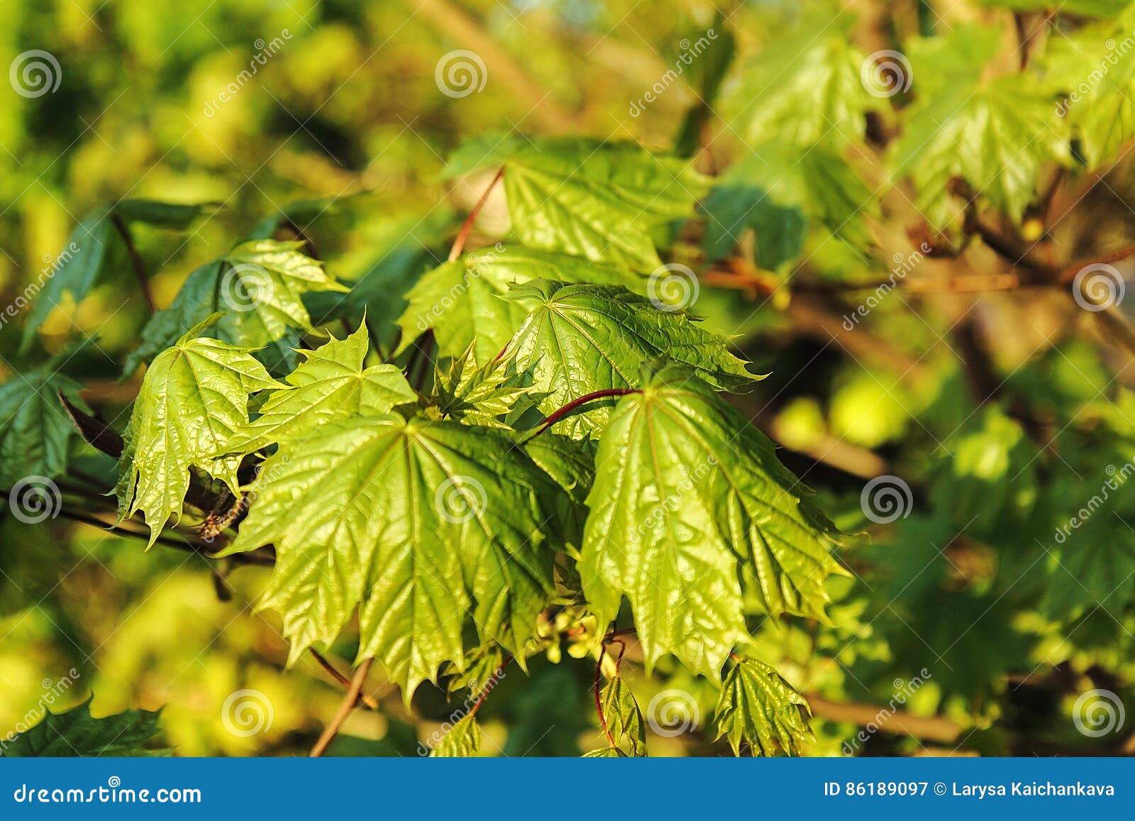 Spring Reveals the Maple Leaves. Stock Image - Image of wallpaper ...