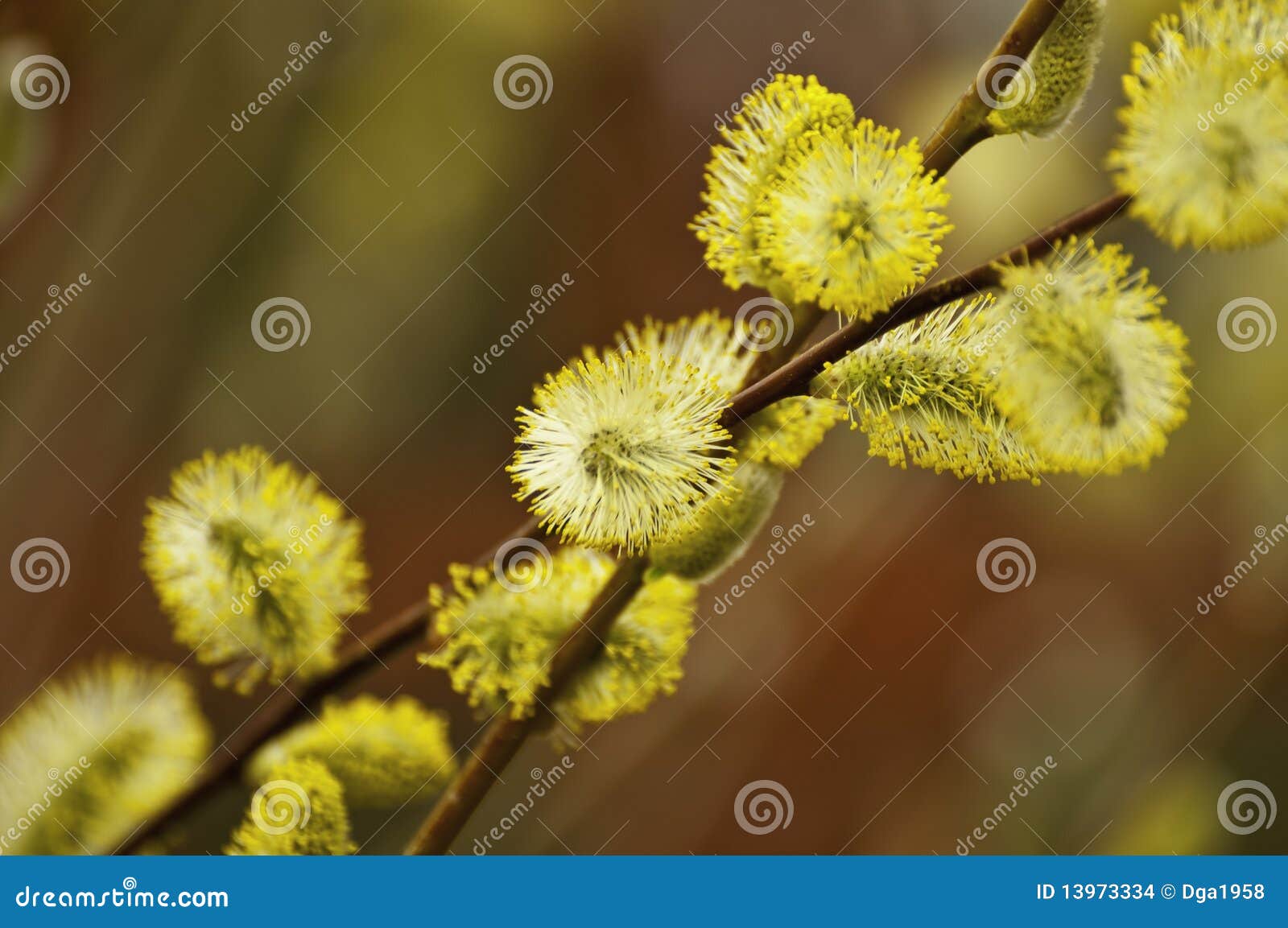 Spring revival stock photo. Image of trees, spring, place - 13973334