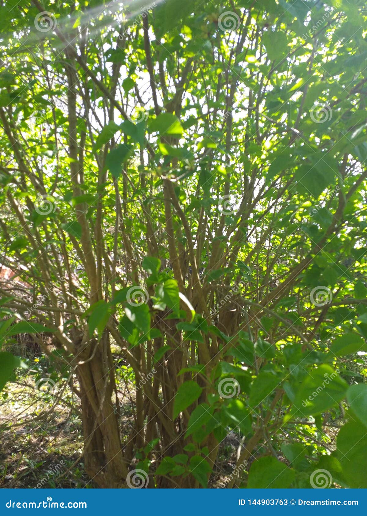 Spring Revival - Young Tree Stock Image - Image of tree, leafs: 144903763